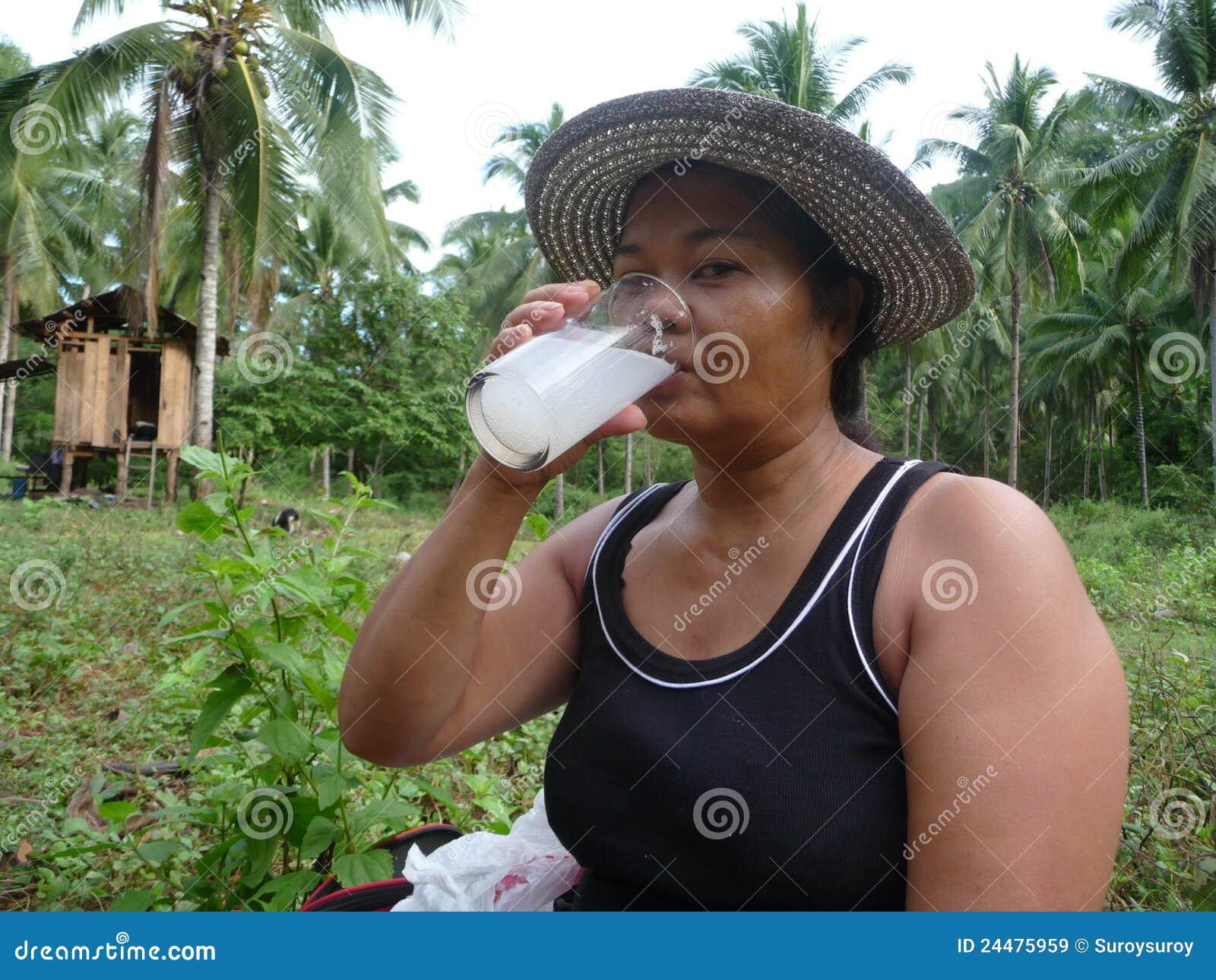Palmwine at the Coconut Farm Stock Image - Image of tuba, alcohol: 24475959