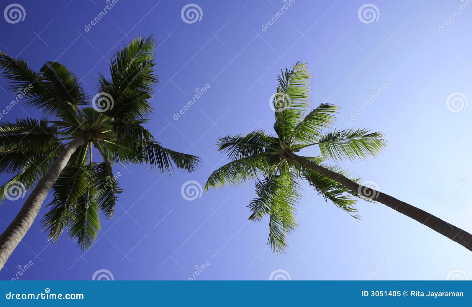 Palmy Zdjęcie Royalty Free - Obraz: 3051405