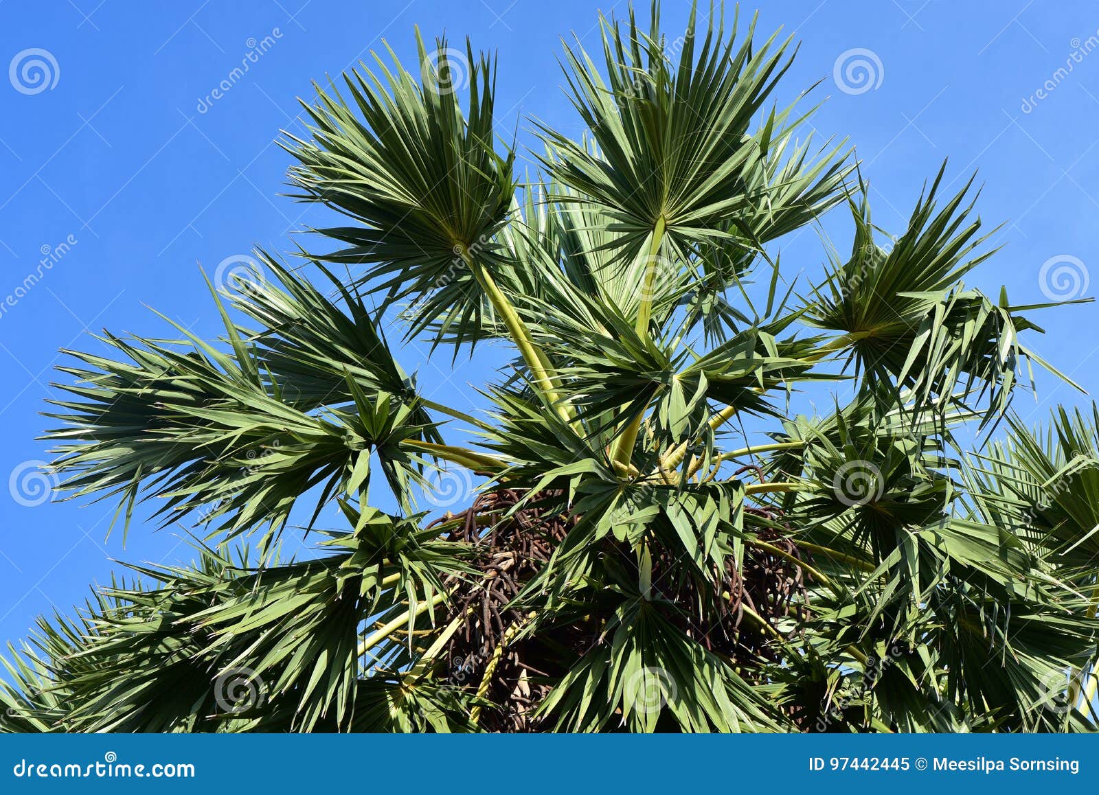 Palmyra stock afbeelding. Image of naughty, suiker, ingrediënt - 97442445