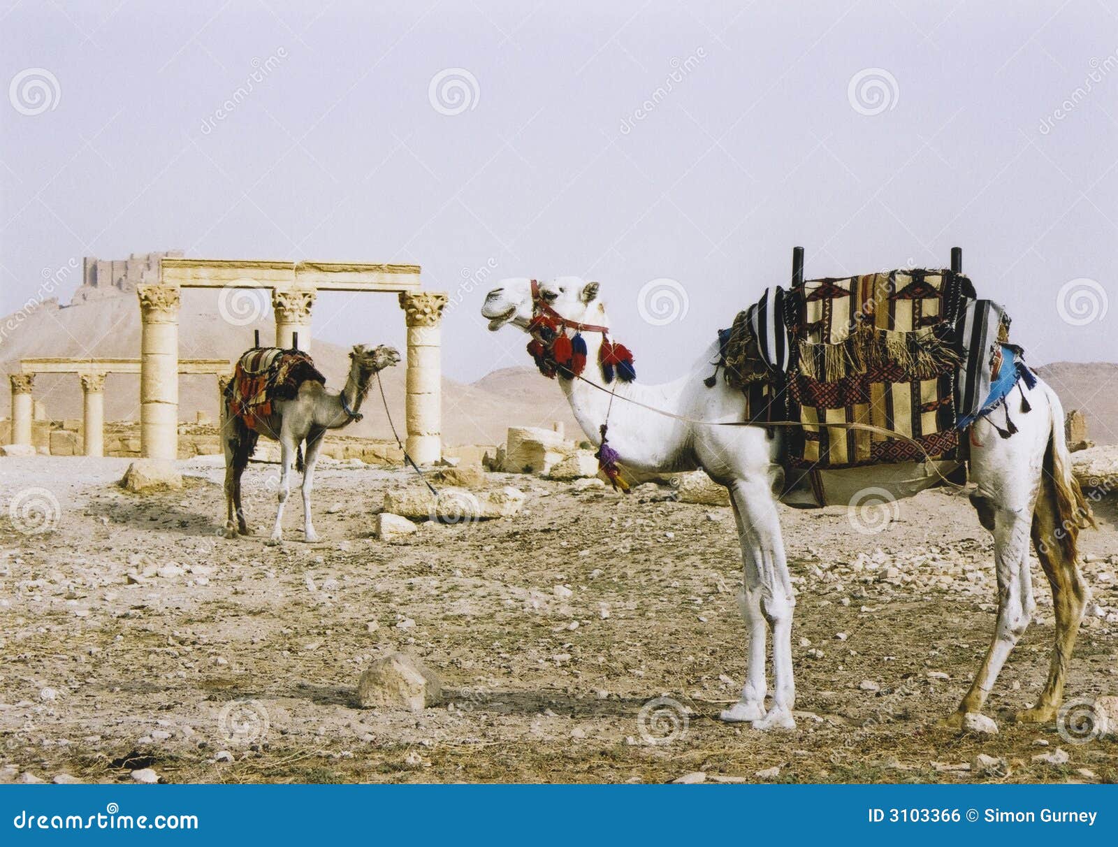 Palmyra Desert Ruins Camels Syria Stock Photo - Image of arid, heritage ...