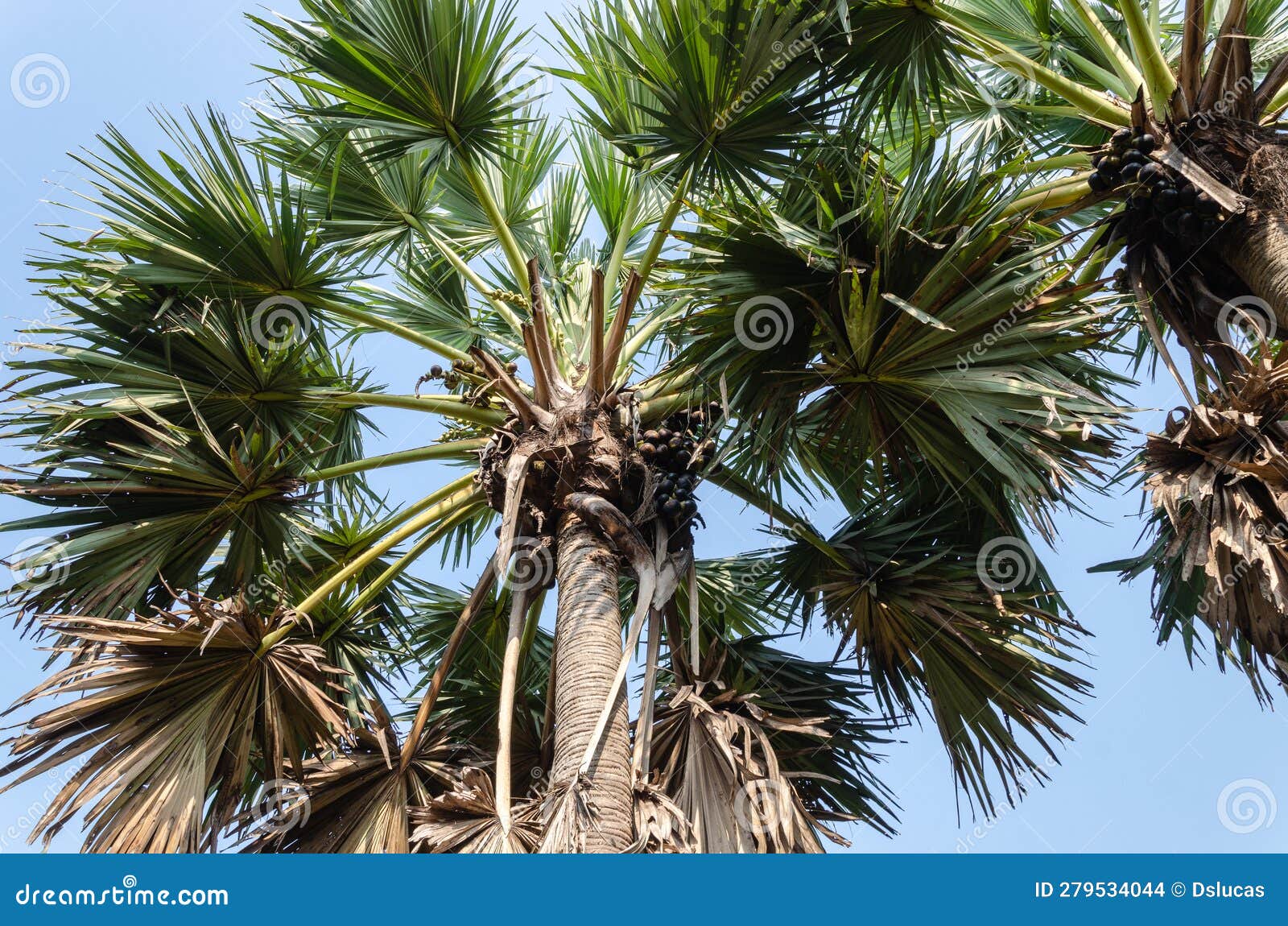 Palmyra fruit palms stock photo. Image of growth, abstract - 279534044