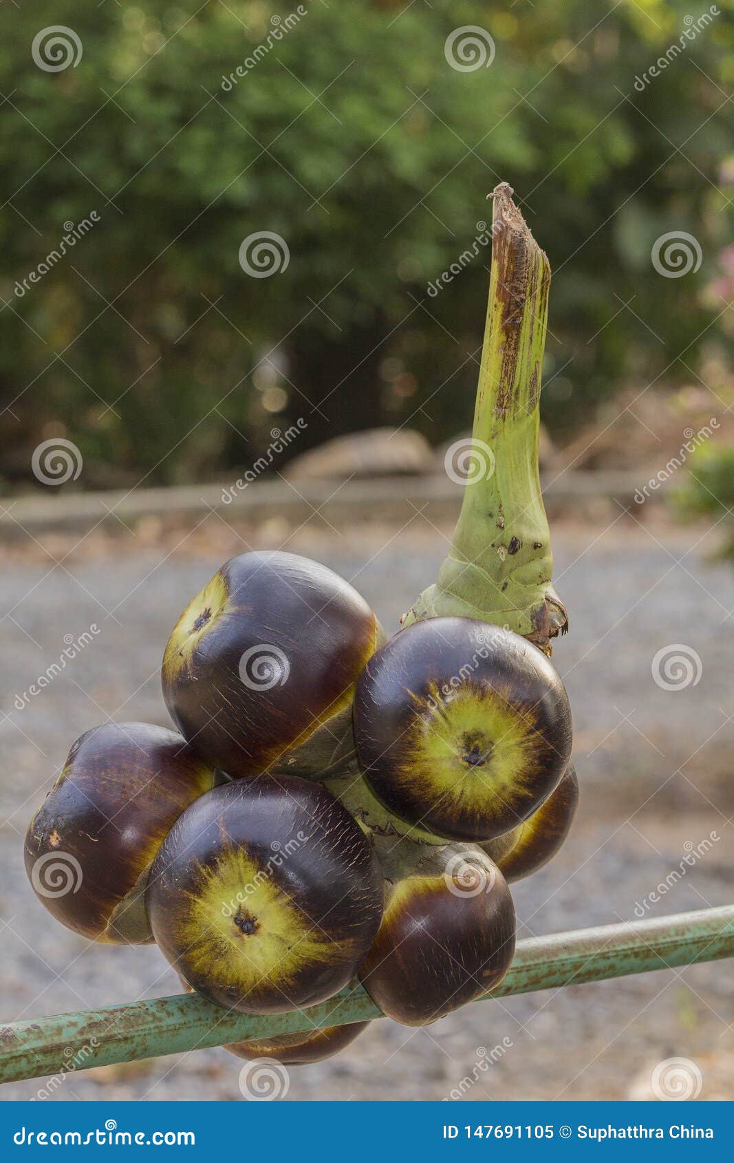 Bunch of Palmyra Palm stock image. Image of fiber, palmyra - 147691105