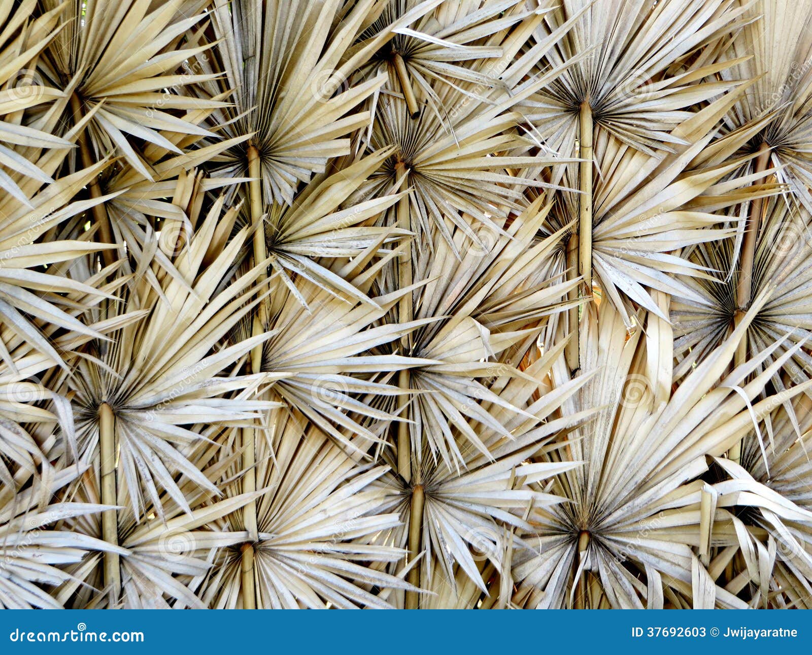 Palmyra Palm (Borassus Flabellifer Linn.) Palmae Jaggery Or Sugar From ...