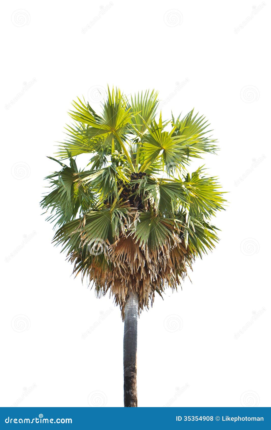 Palmyra palm stock photo. Image of nature, branch, sweet - 35354908