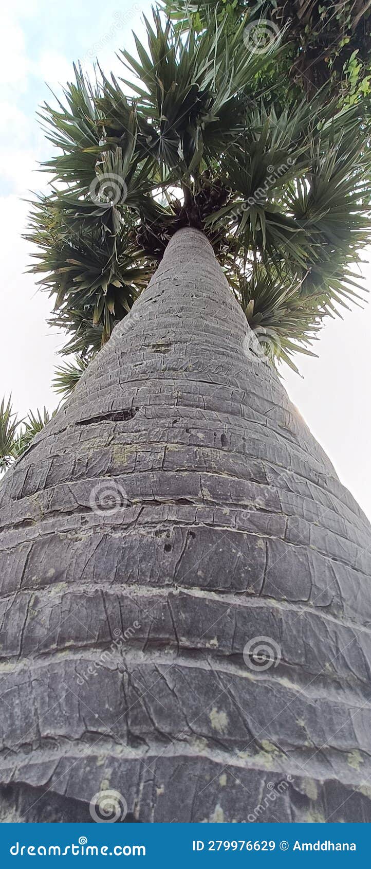 Palmyra Palm (Borassus Flabellifer Linn.) Palmae Jaggery Or Sugar From ...