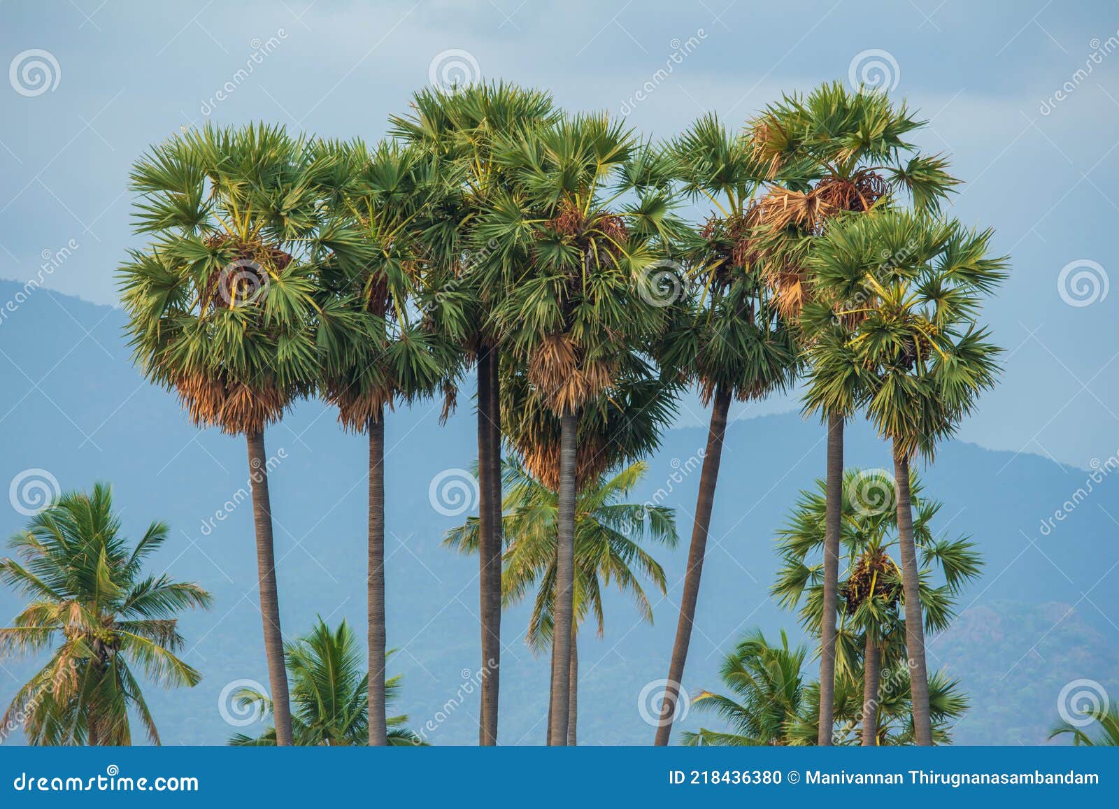 Palmyra Palm Trees with Mountain Background in Tamil Nadu, India Stock ...