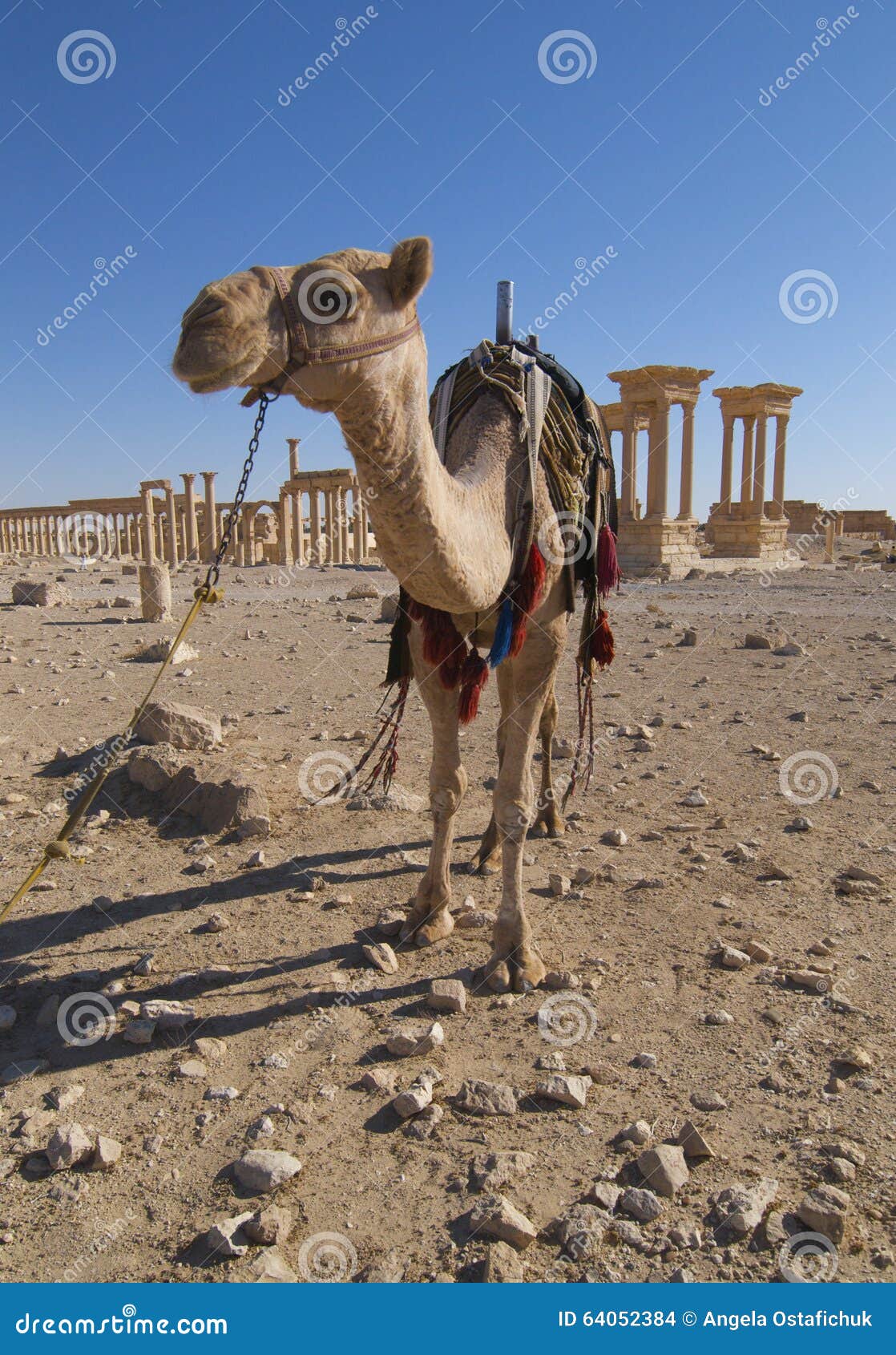 Palmyra Ruins and Camel stock photo. Image of ruins, east - 64052384