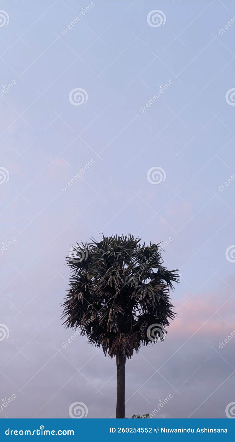 Palmyra Tree in the Evening, Sri Lanka Stock Photo - Image of lanka ...