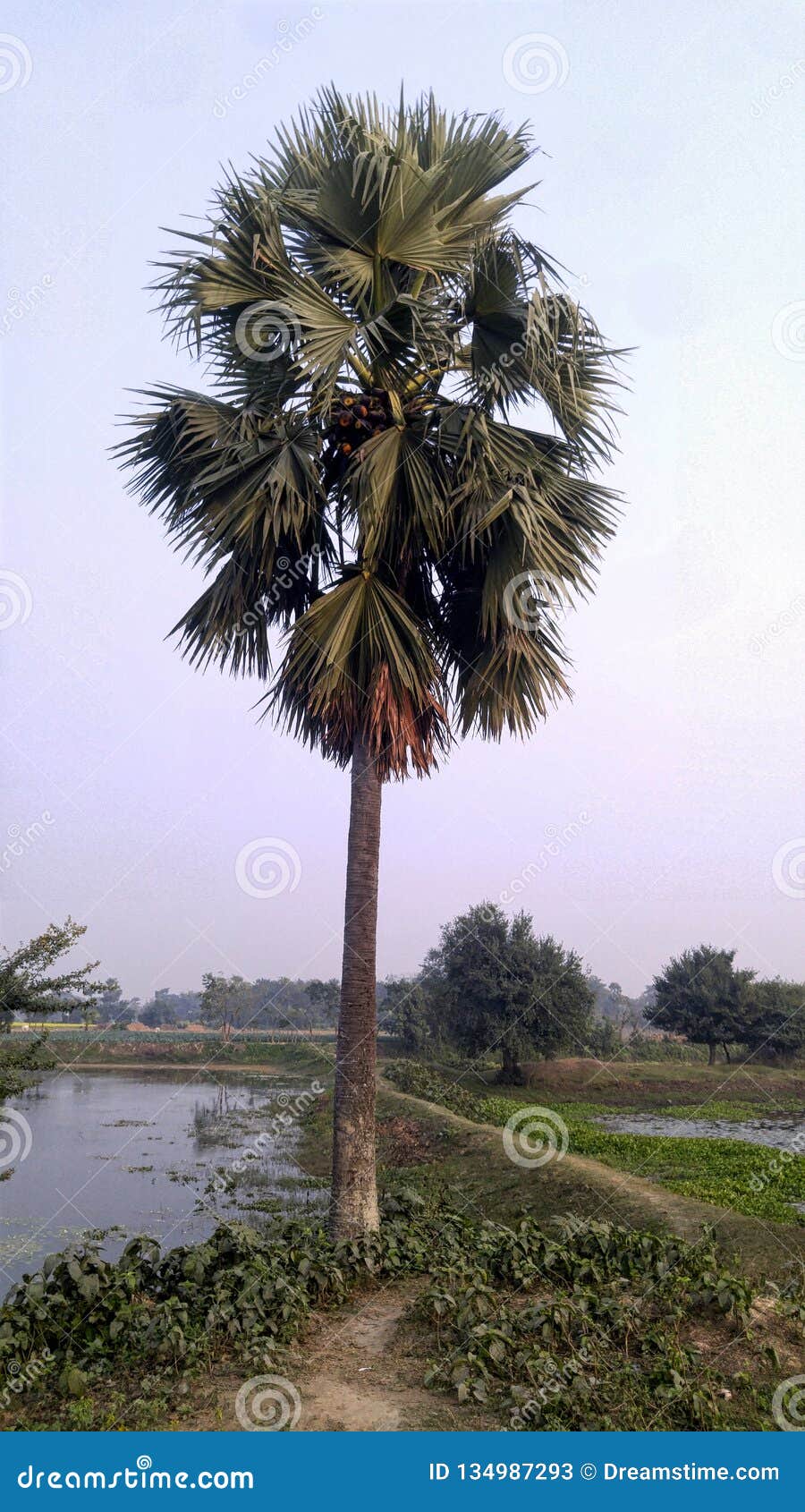 Palmyra tree. stock image. Image of capture, tree, beauti - 134987293