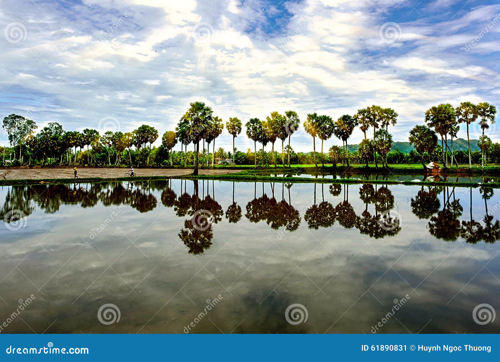Palmyra trees editorial photo. Image of nature, palm - 61890831