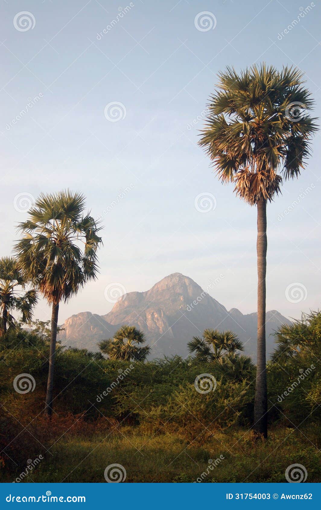 Palmyra trees stock image. Image of tree, south, trees - 31754003