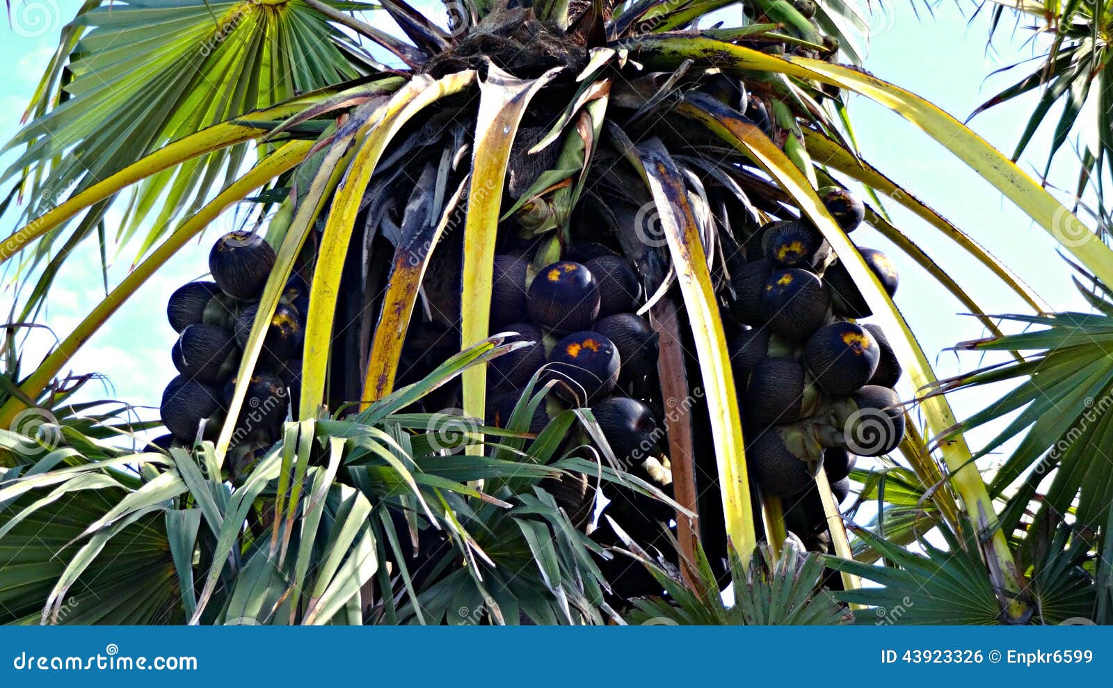 Palmyrah Tree stock photo. Image of palmyrah, palm, asia - 43923326