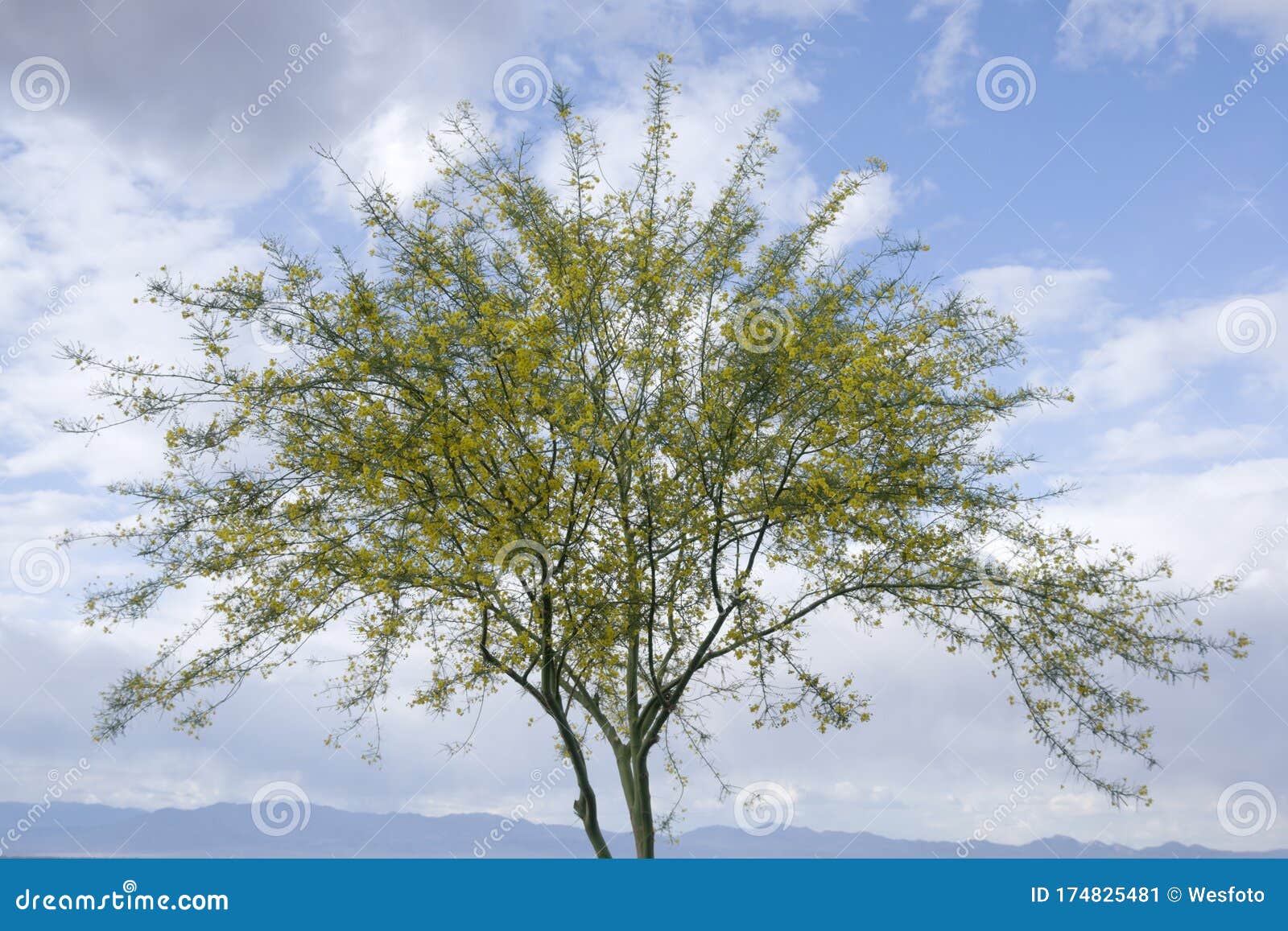Palo Verde in Bloom stock image. Image of bright, natural - 174825481