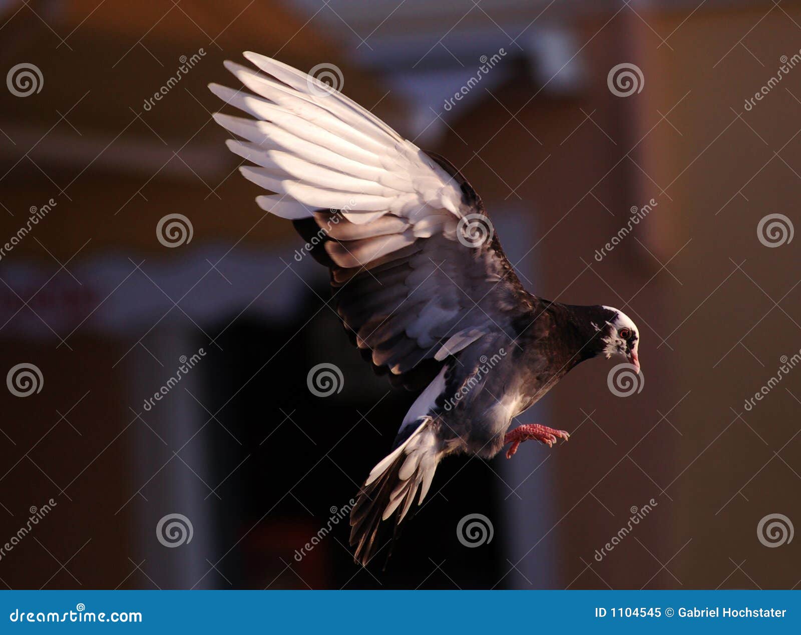 Paloma imagen de archivo. Imagen de fauna, paloma, despegue - 1104545