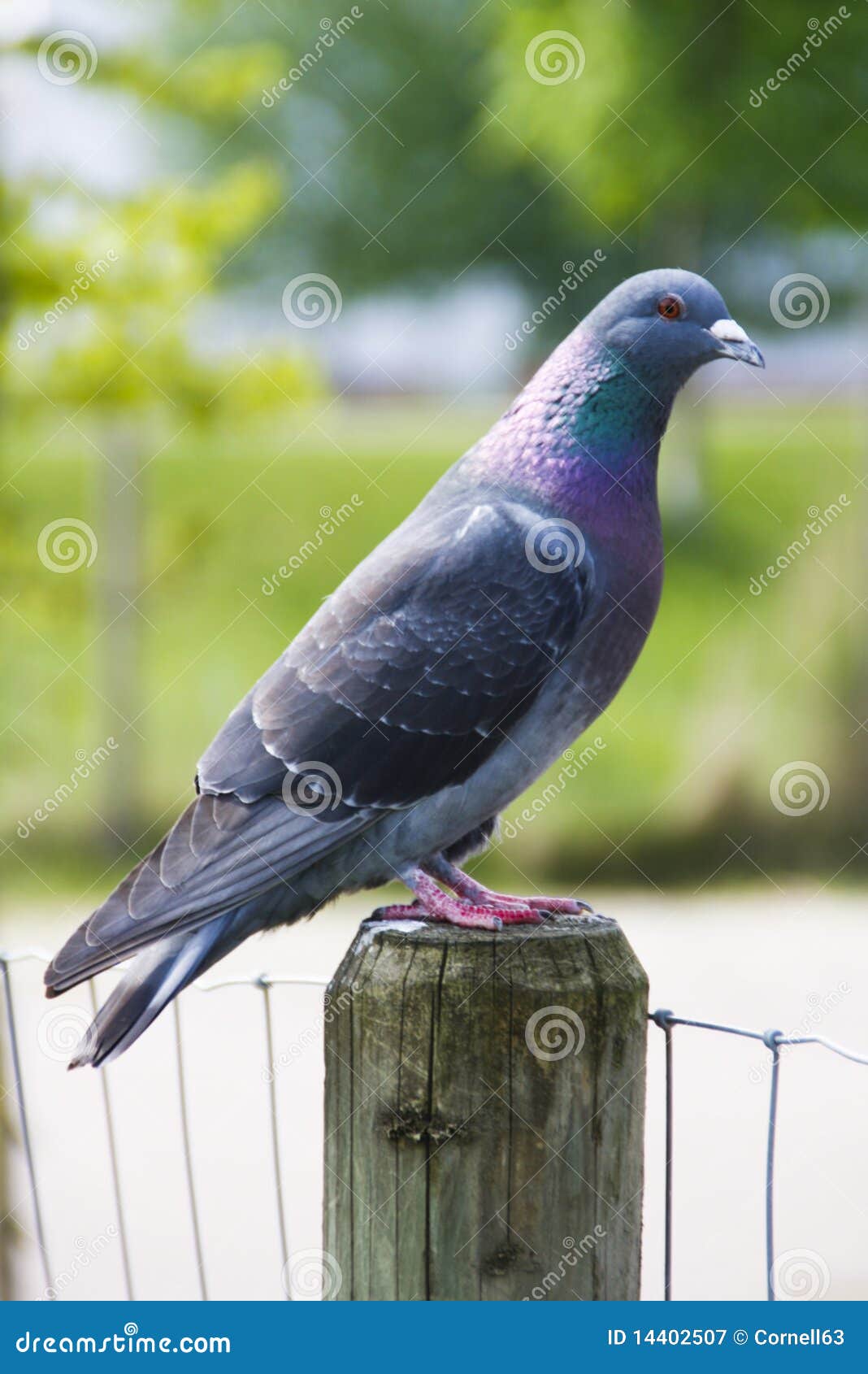 Paloma imagen de archivo. Imagen de asoleado, mirando - 14402507