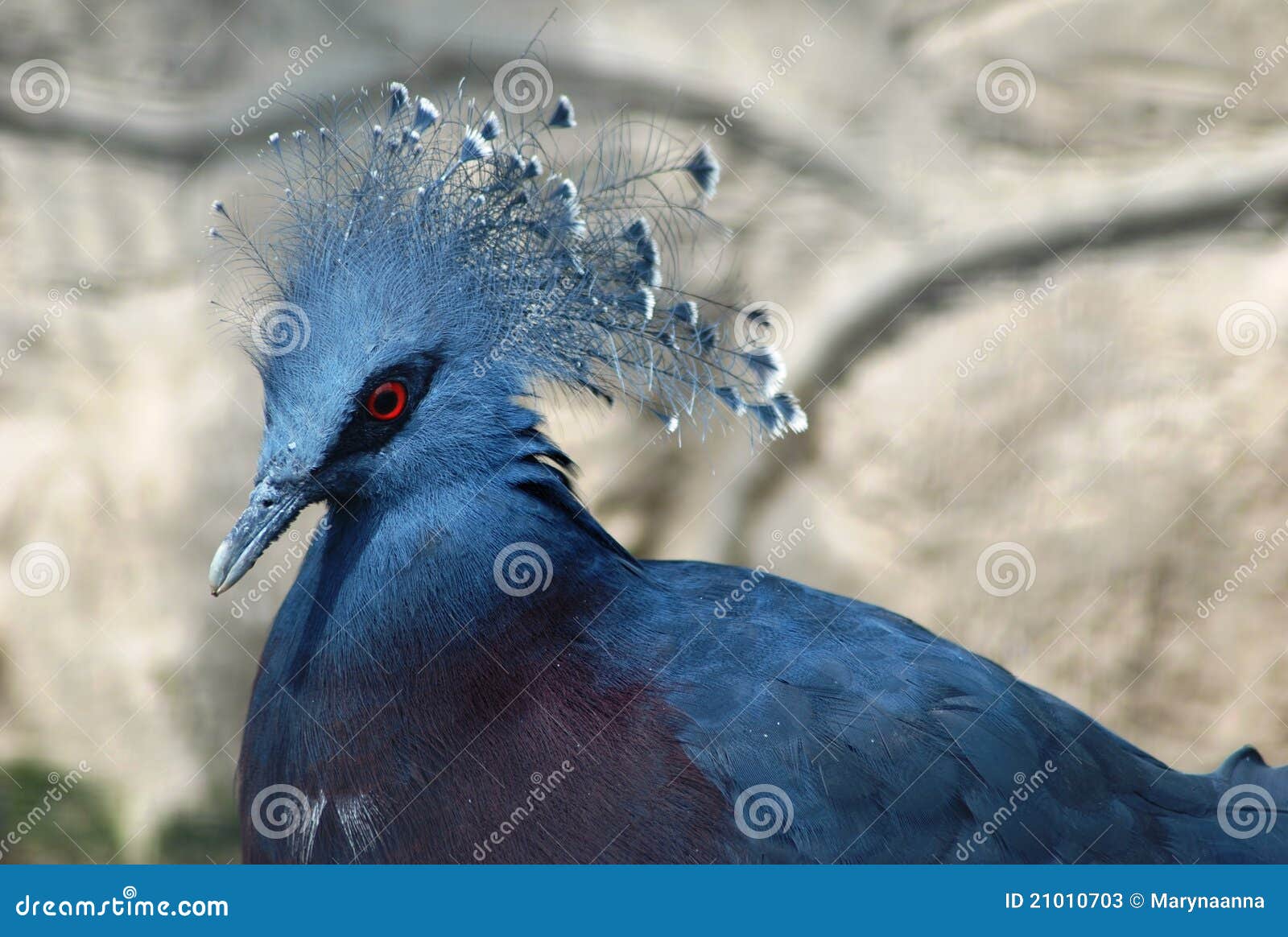 Paloma africana azul imagen de archivo. Imagen de fauna - 21010703