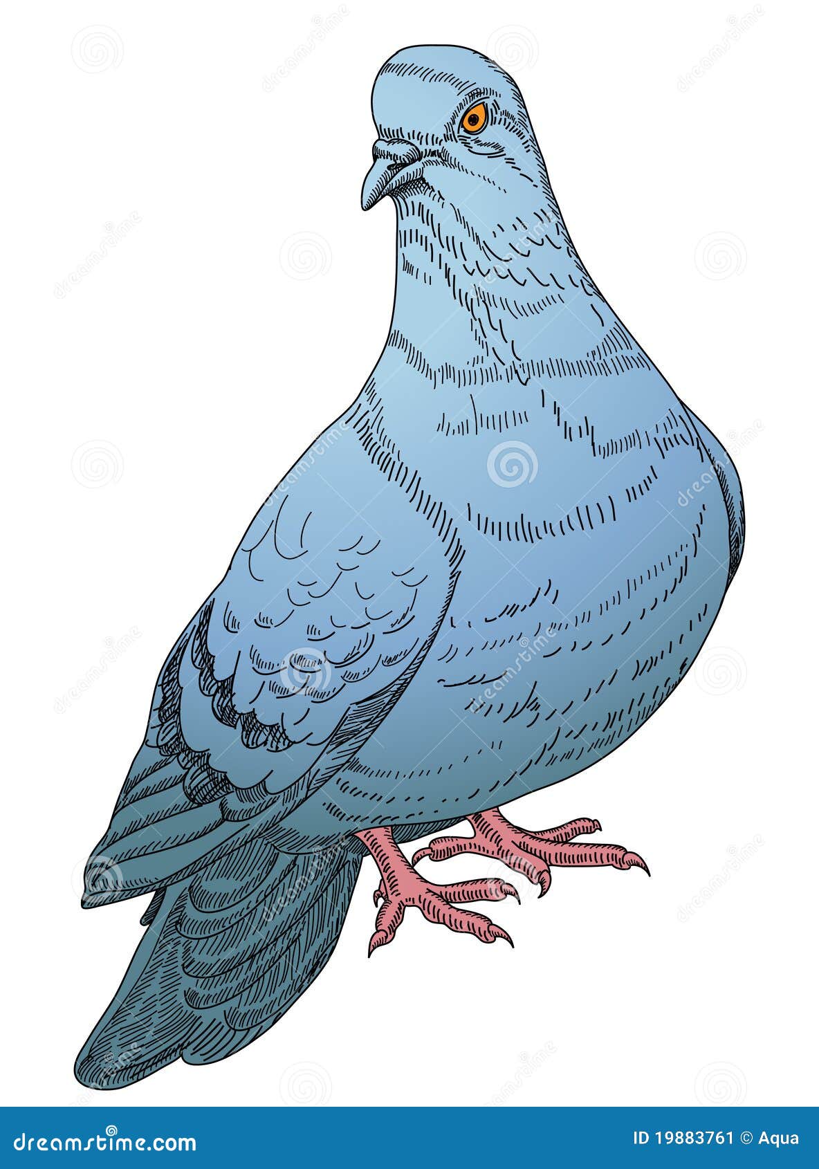 Paloma azul ilustración del vector. Ilustración de paloma - 19883761