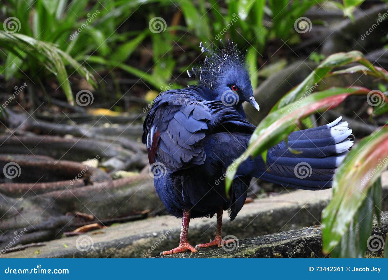 Paloma azul imagen de archivo. Imagen de atractivo, hospitalidad - 73442261