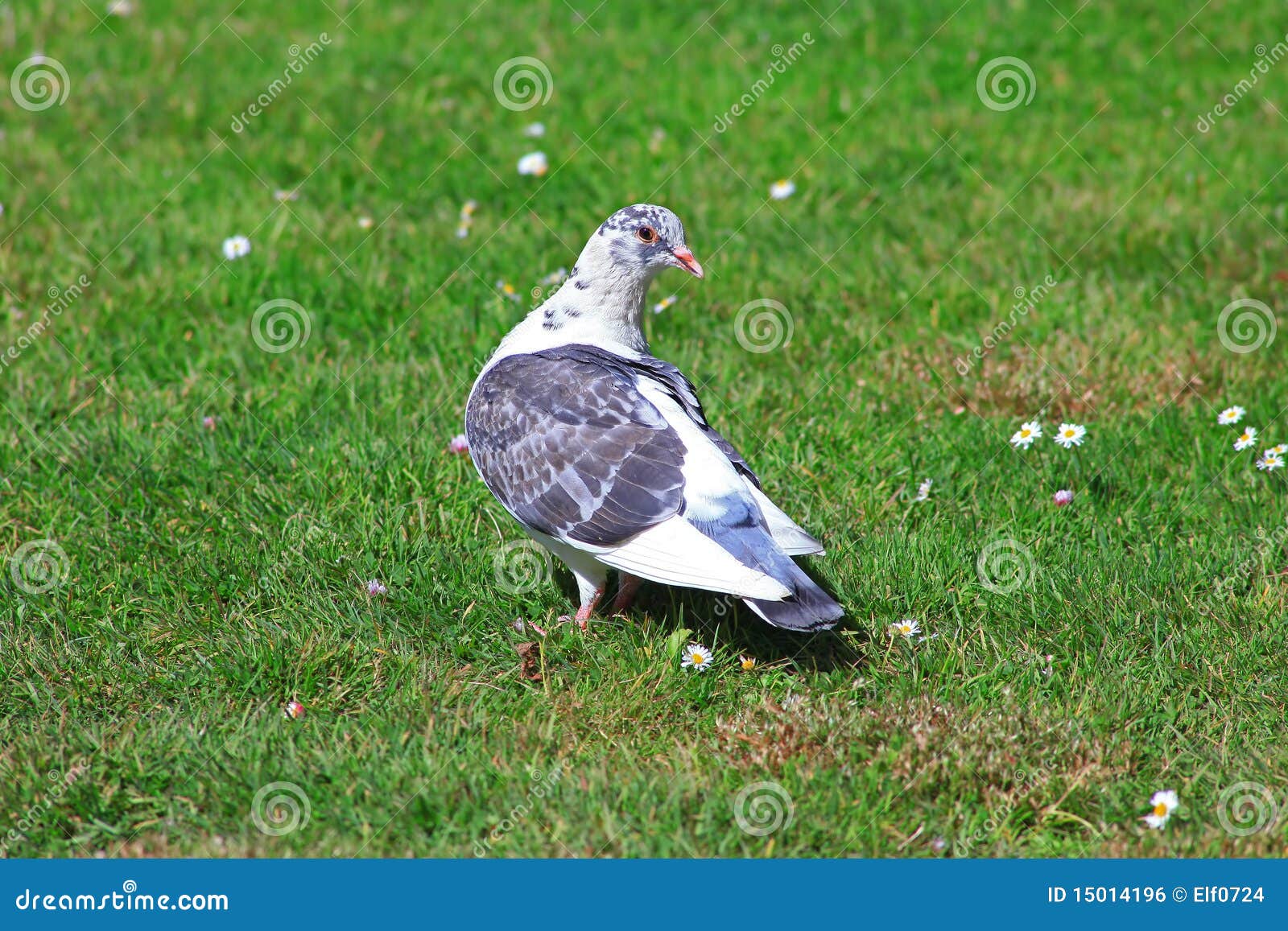 Paloma blanca foto de archivo. Imagen de primer, fondo - 15014196
