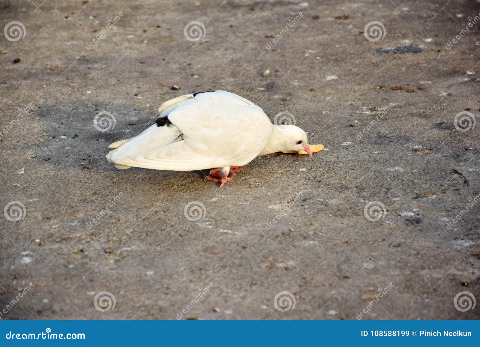 Paloma - Blanca, Comiendo La Comida En El Piso Imagen de archivo ...