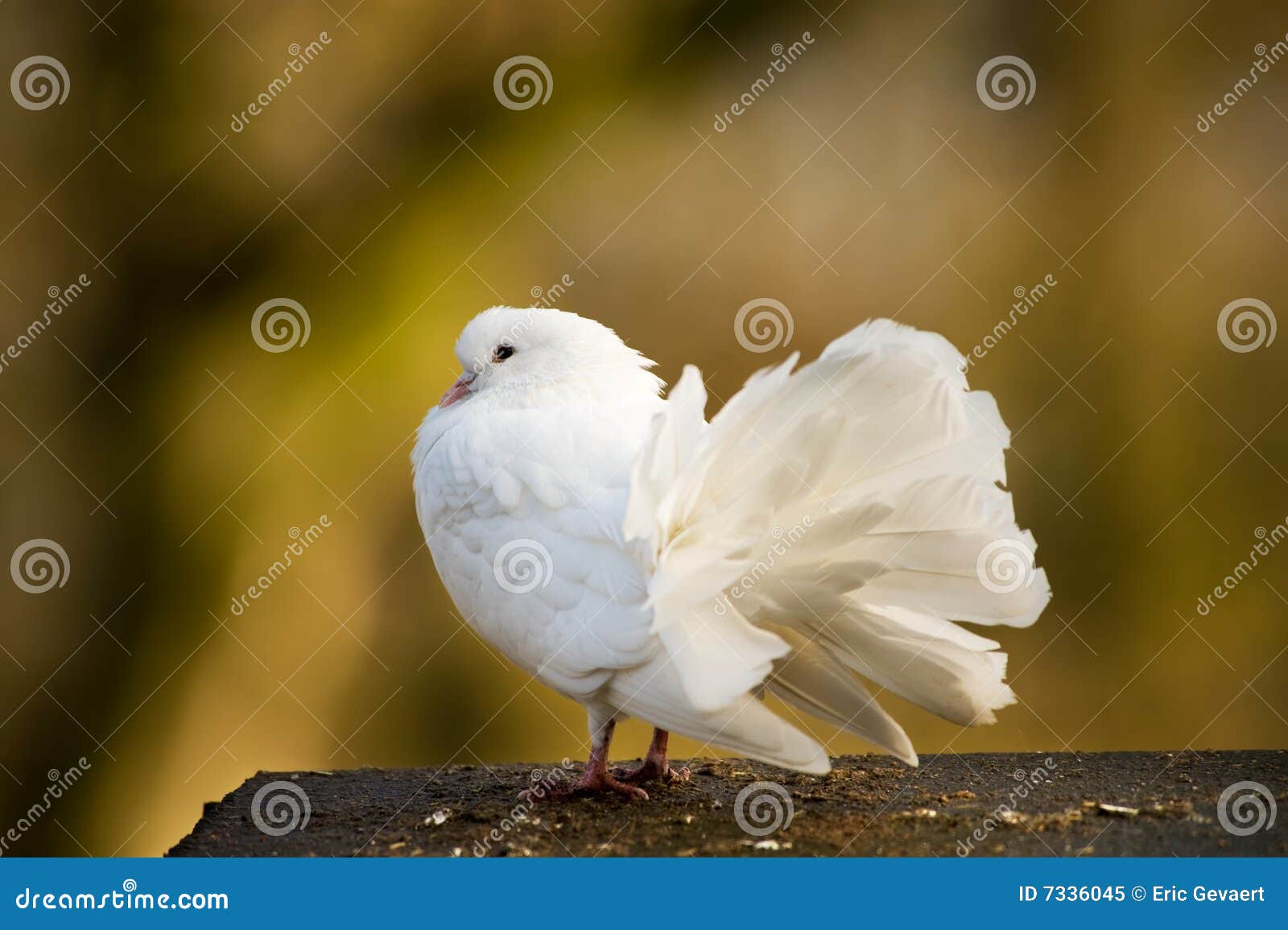 Paloma blanca hermosa imagen de archivo. Imagen de fauna - 7336045