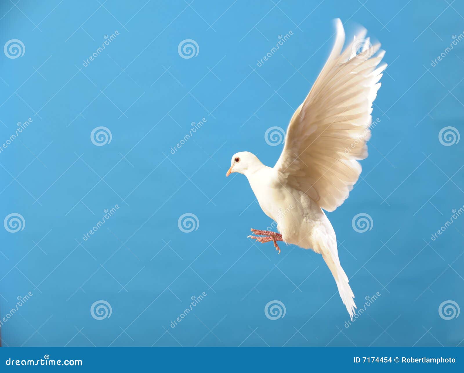 Paloma Blanca Que Vuela Aislada En Azul Foto de archivo - Imagen de ...