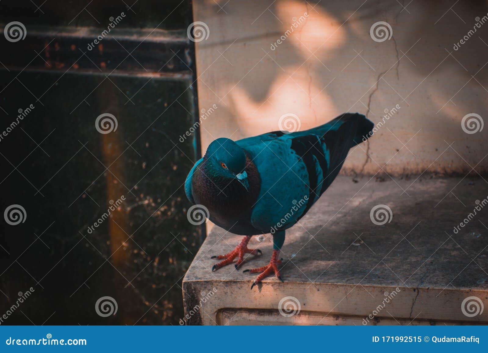 Paloma Colombiana En Edificios Altos Imagen de archivo - Imagen de ...