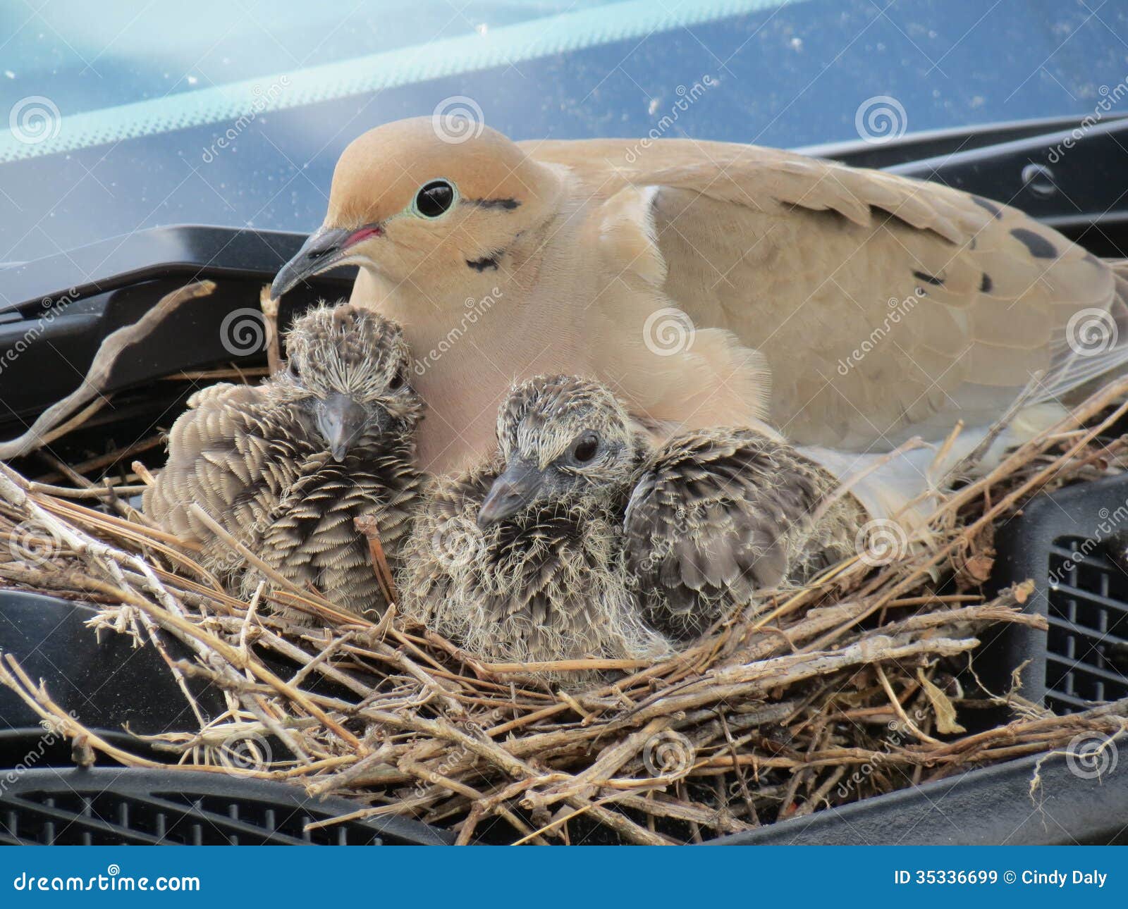 Paloma con dos bebés. imagen de archivo. Imagen de bebé - 35336699