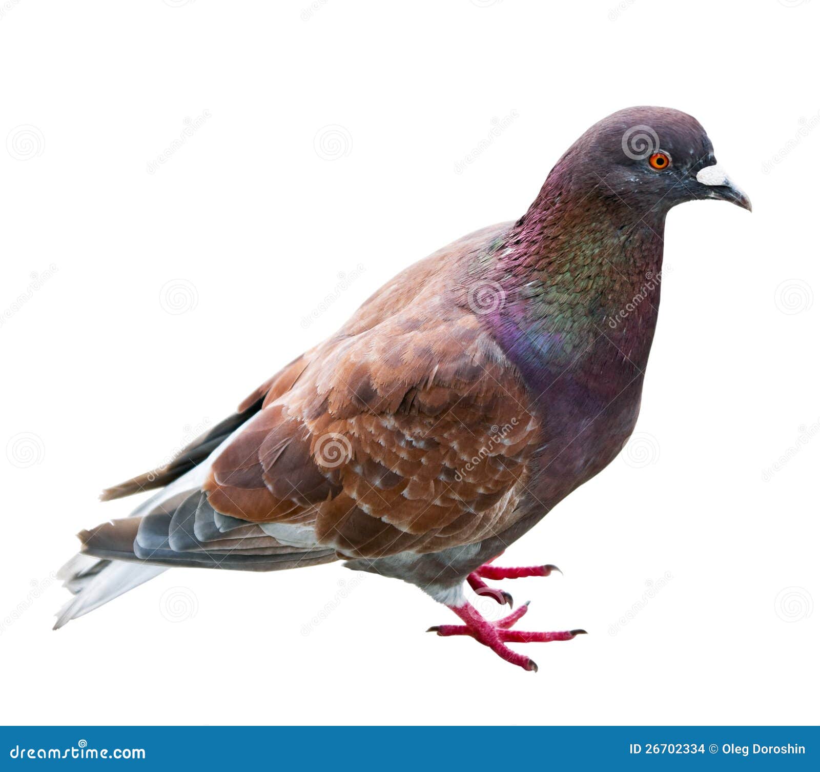Paloma con el color marrón foto de archivo. Imagen de primer - 26702334