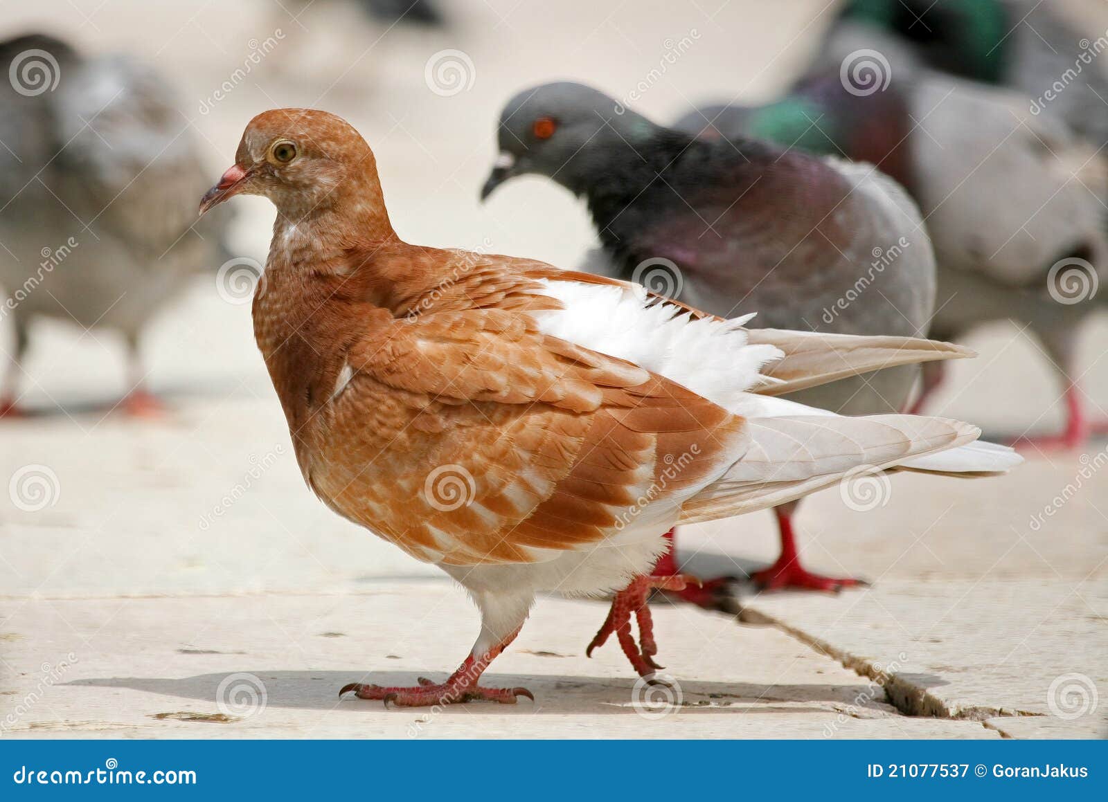 Paloma de Brown imagen de archivo. Imagen de libertad - 21077537