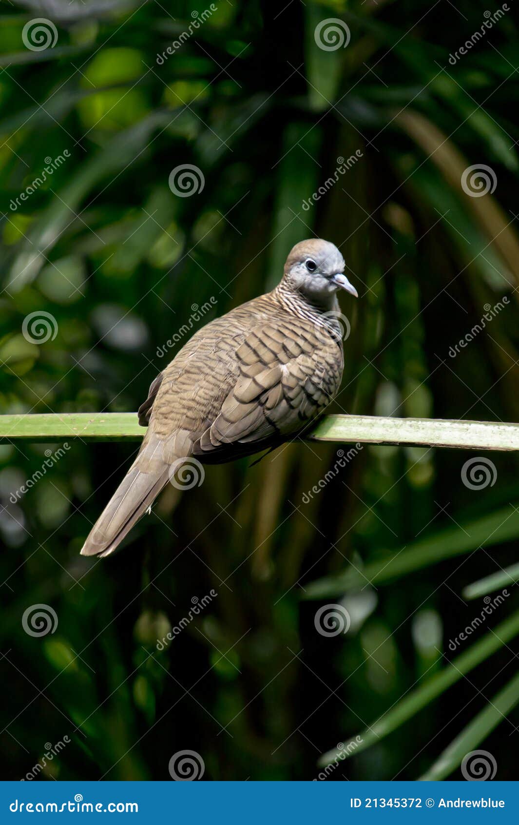 Paloma de Brown foto de archivo. Imagen de manchado, primers - 21345372