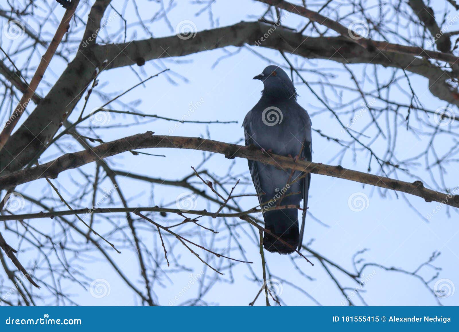 Paloma De Ciudad Sentada En Brunch Imagen de archivo - Imagen de ...