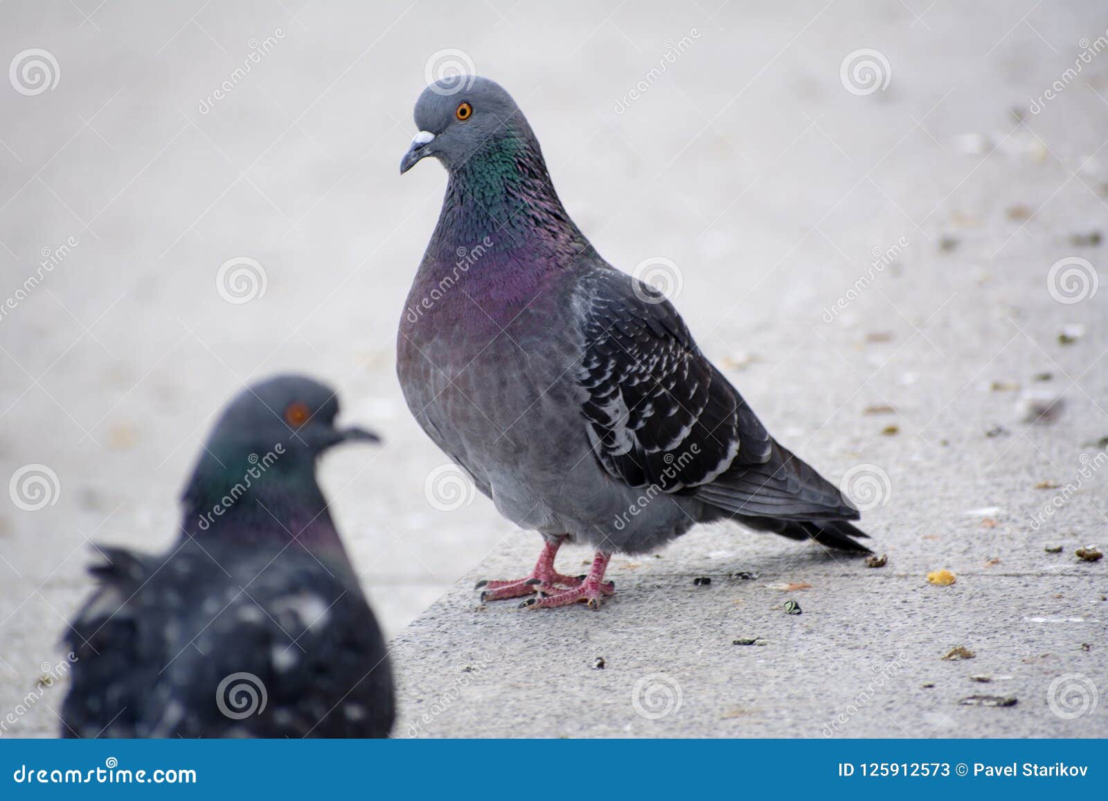 Paloma De La Ciudad O Palomas De La Ciudad Imagen de archivo - Imagen ...