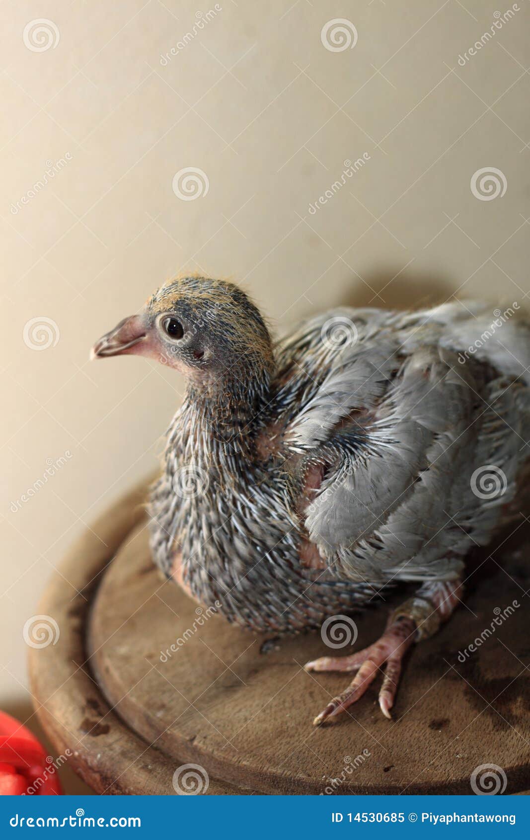 Paloma del bebé imagen de archivo. Imagen de tendiente - 14530685