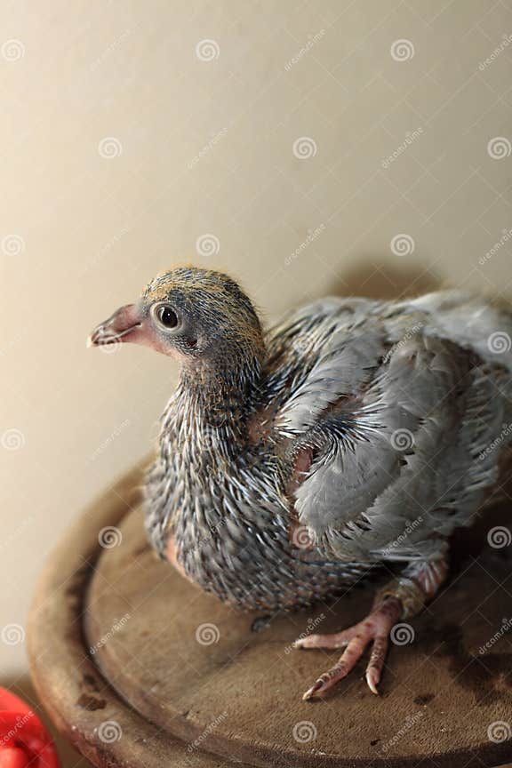 Paloma del bebé imagen de archivo. Imagen de tendiente - 14530685