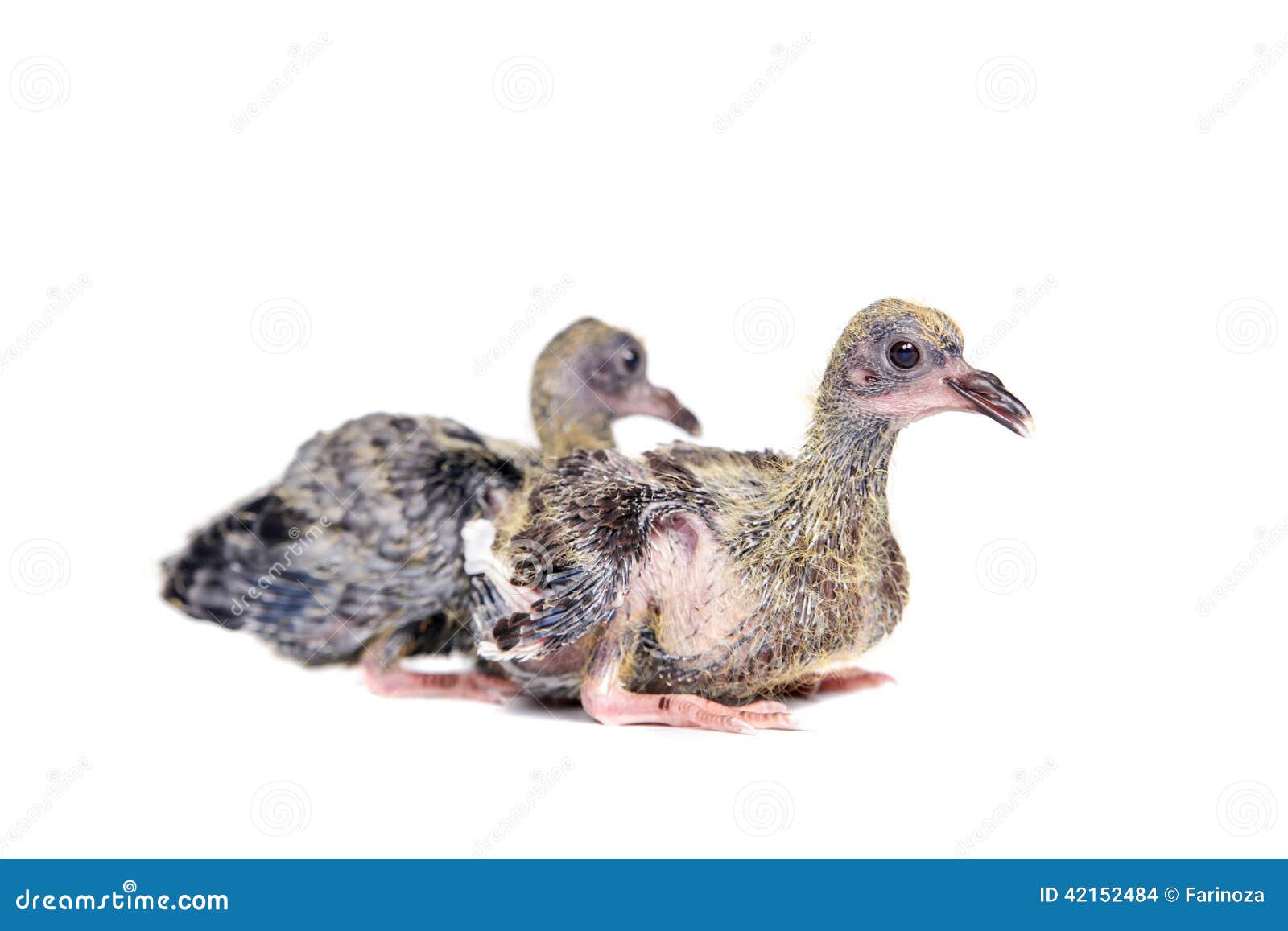Paloma del bebé en blanco foto de archivo. Imagen de poco - 42152484