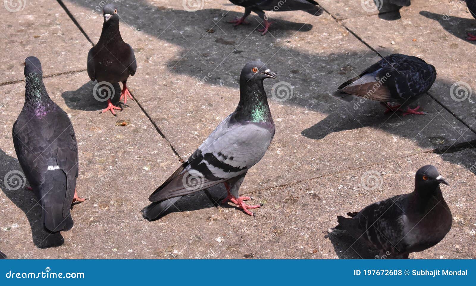Paloma Esperando Comida, Sentado En El Suelo Foto de archivo - Imagen ...