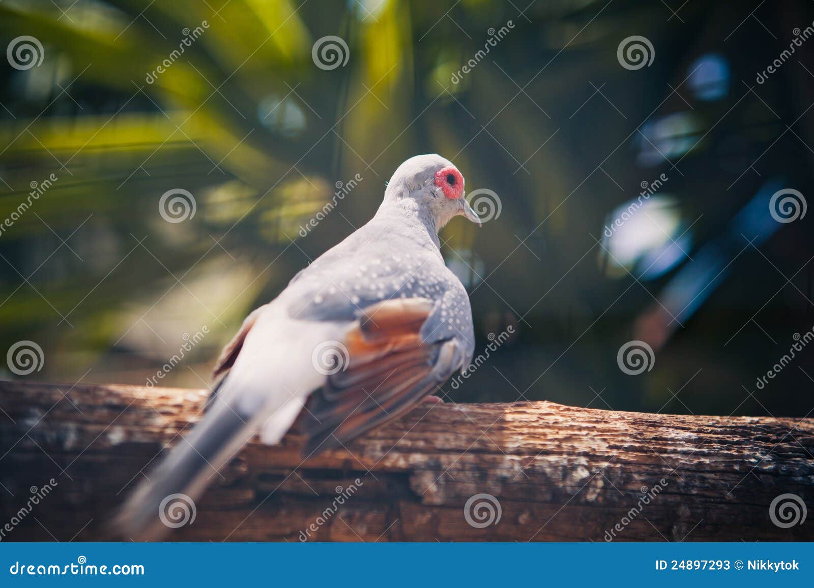 Paloma hermosa imagen de archivo. Imagen de verde, paloma - 24897293