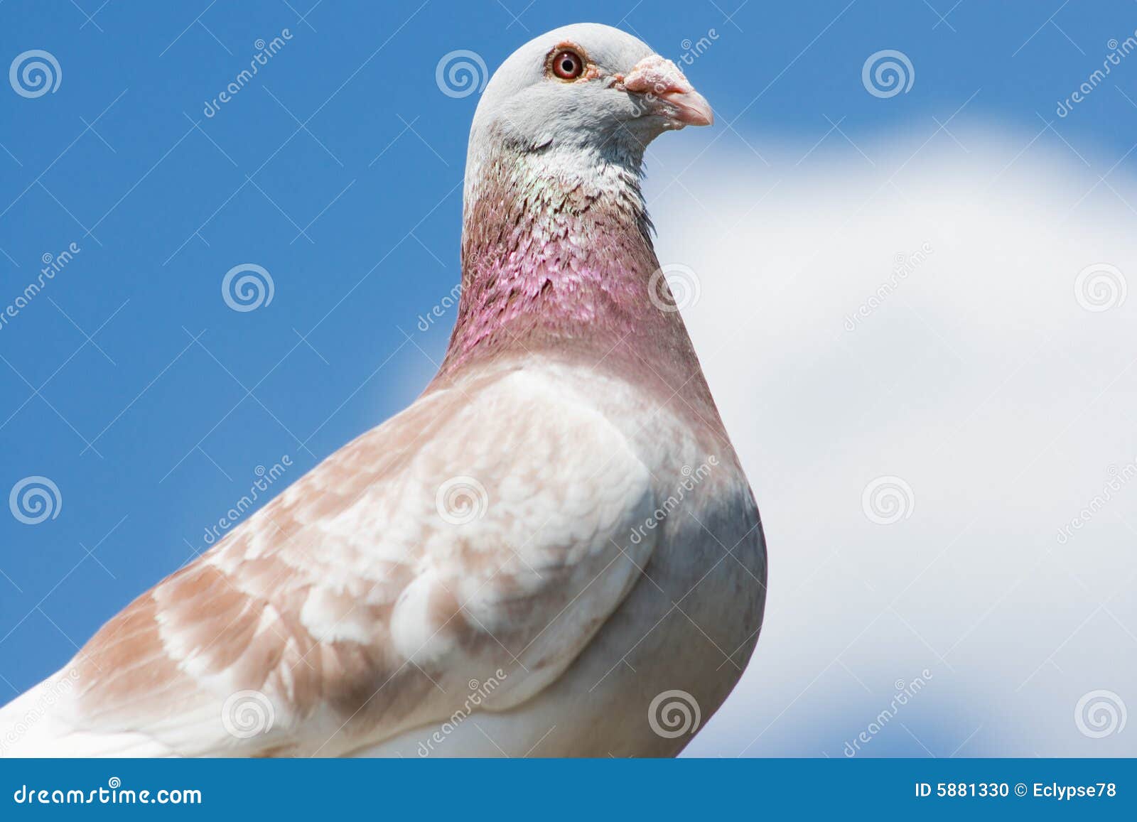 Paloma hermosa foto de archivo. Imagen de azul, aislado - 5881330