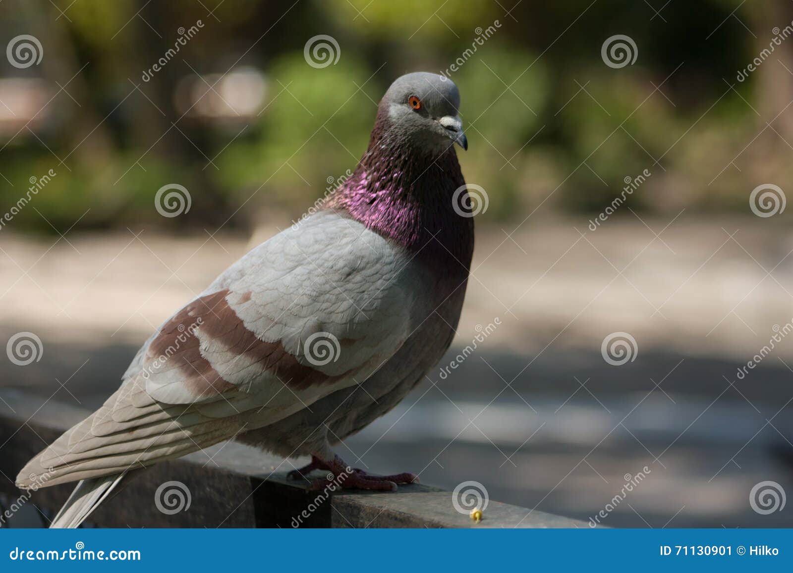 Paloma Hermosa De La Paloma Imagen de archivo - Imagen de lindo ...