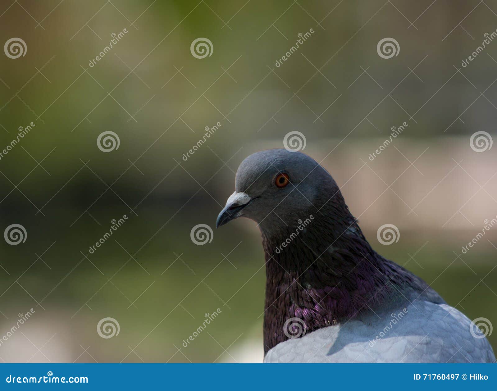 Paloma Hermosa De La Paloma Imagen de archivo - Imagen de amor ...