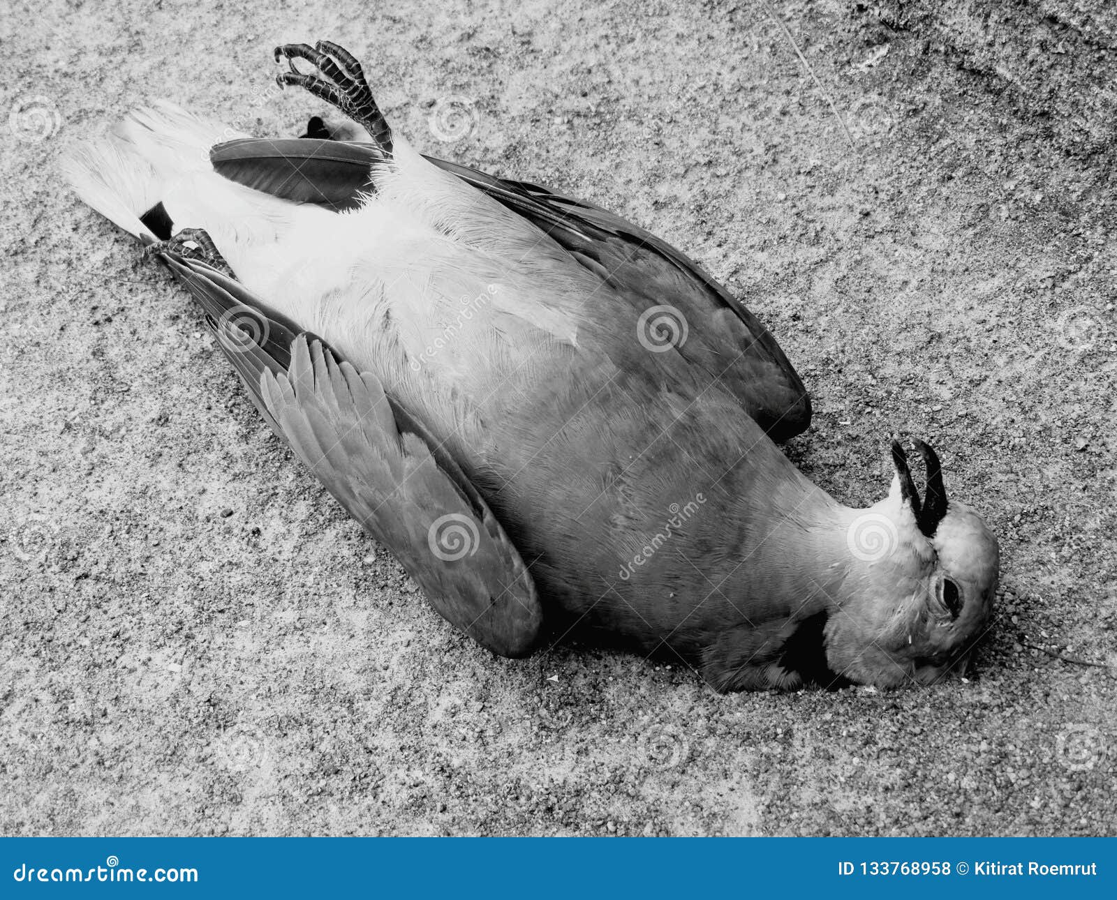 Paloma muerta foto de archivo. Imagen de infectado, tacto - 133768958