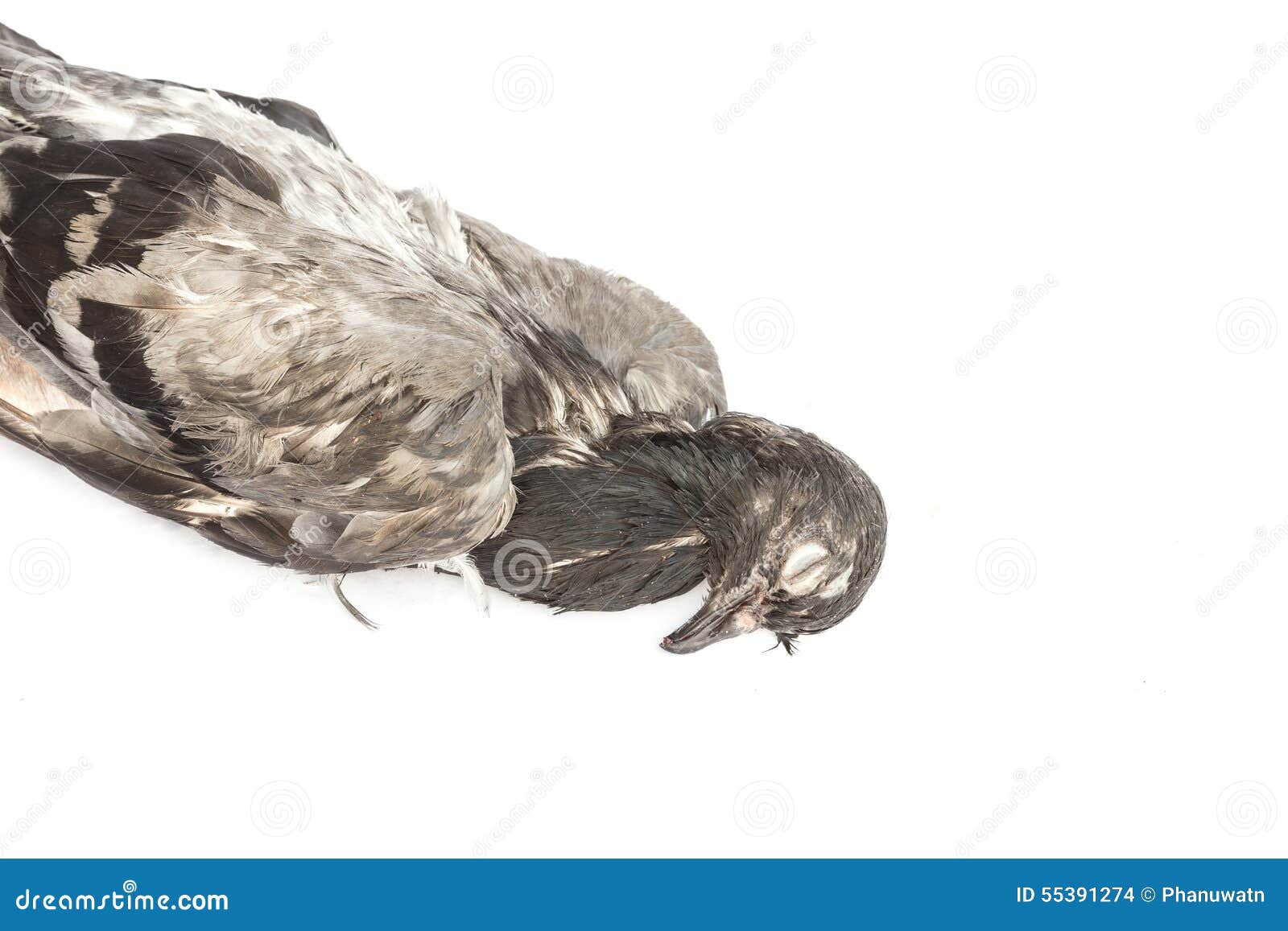 Paloma Muerta Aislada En El Fondo Blanco Foto de archivo - Imagen de ...