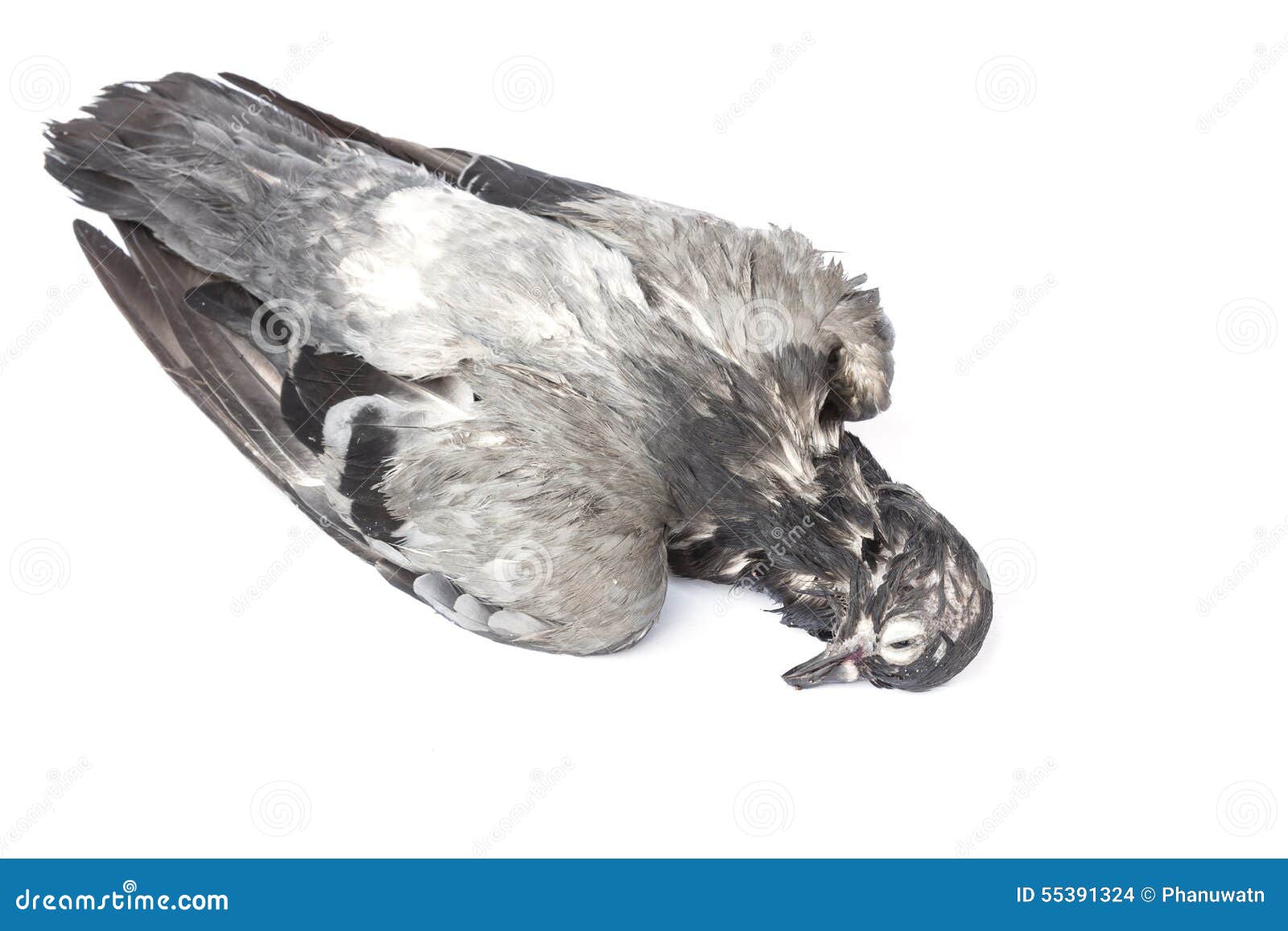 Paloma Muerta Aislada En El Fondo Blanco Foto de archivo - Imagen de ...