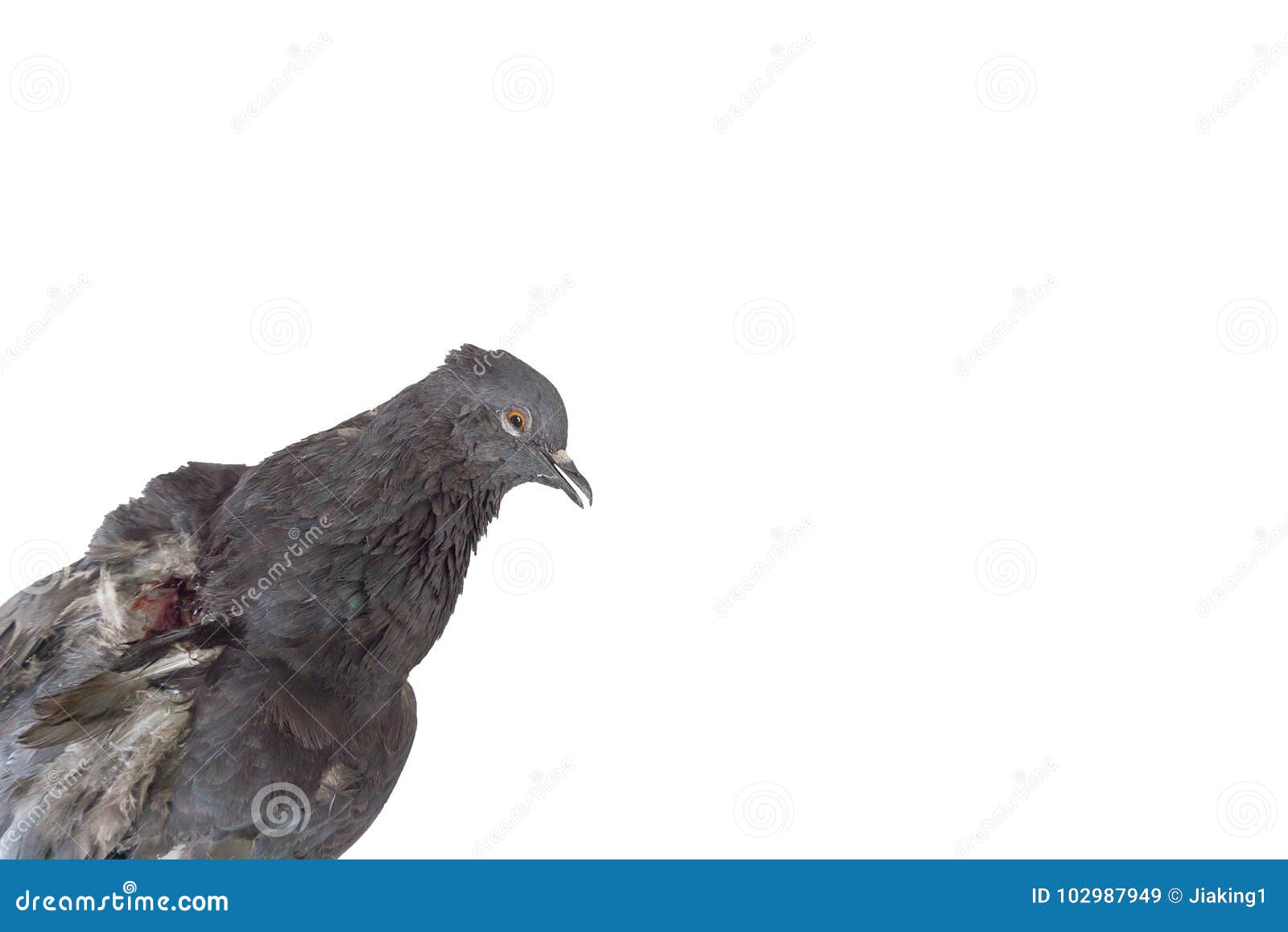 Paloma muerta en blanco imagen de archivo. Imagen de salvaje - 102987949