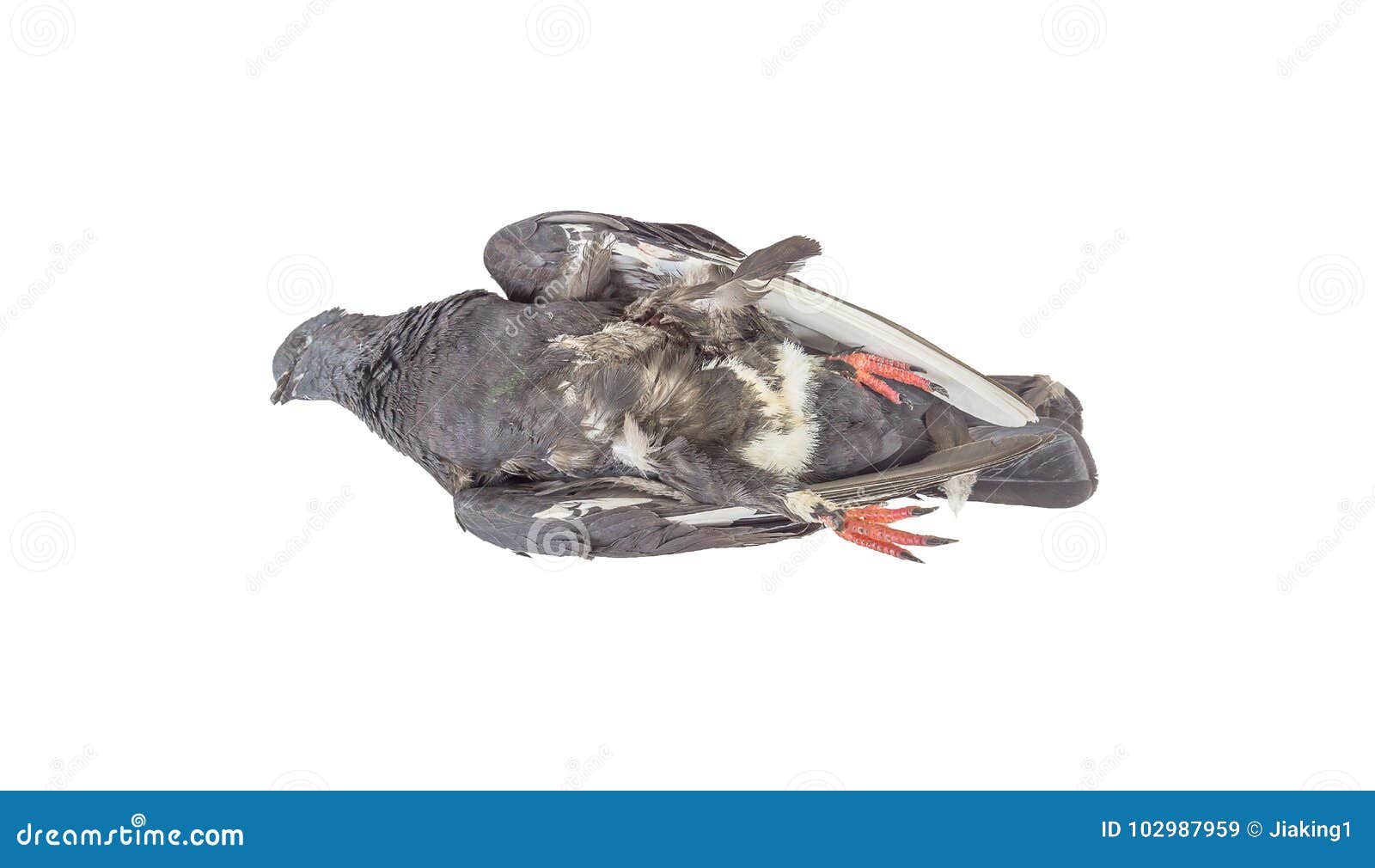 Paloma muerta en blanco imagen de archivo. Imagen de color - 102987959