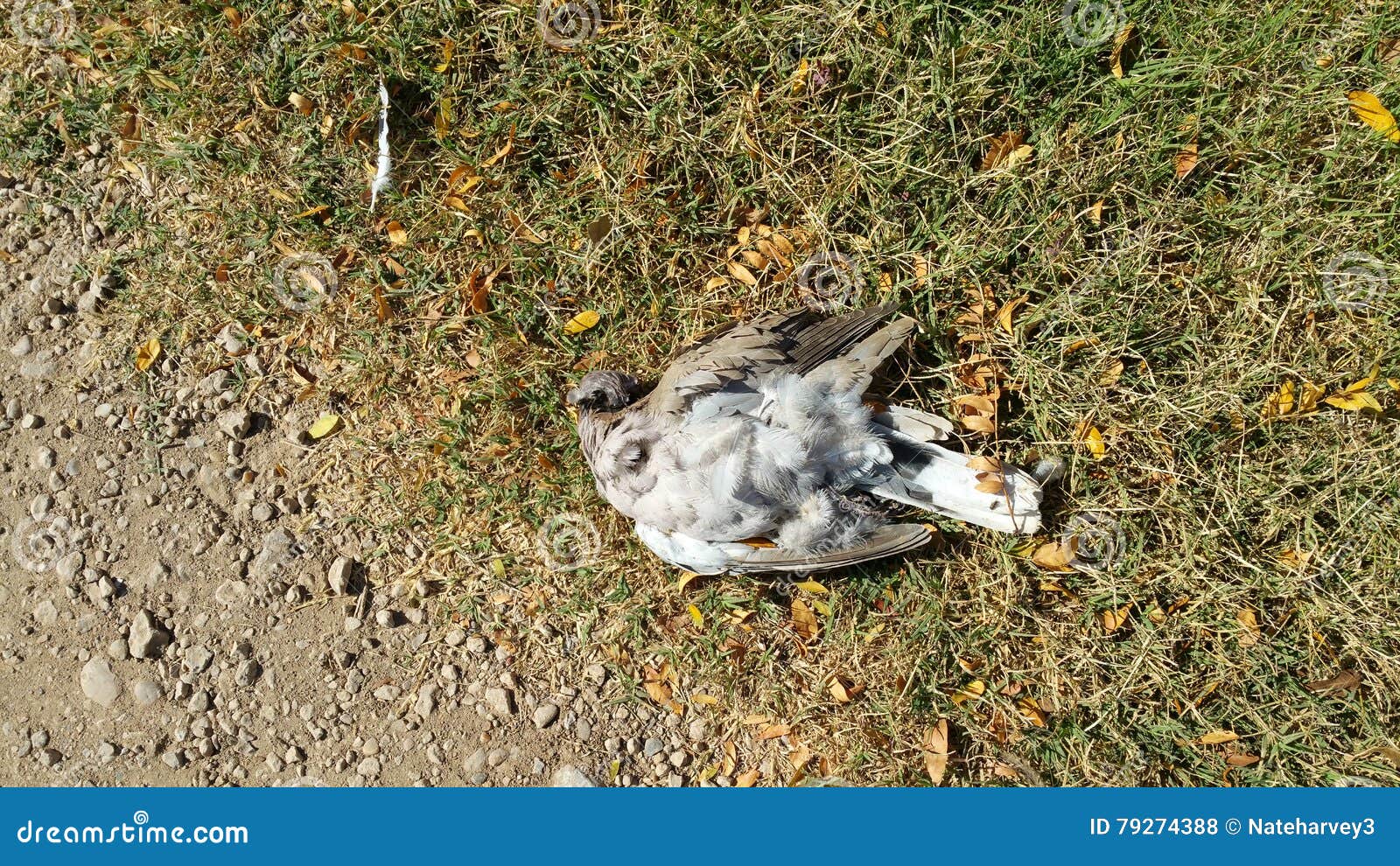 Paloma muerta en la tierra foto de archivo. Imagen de matado - 79274388