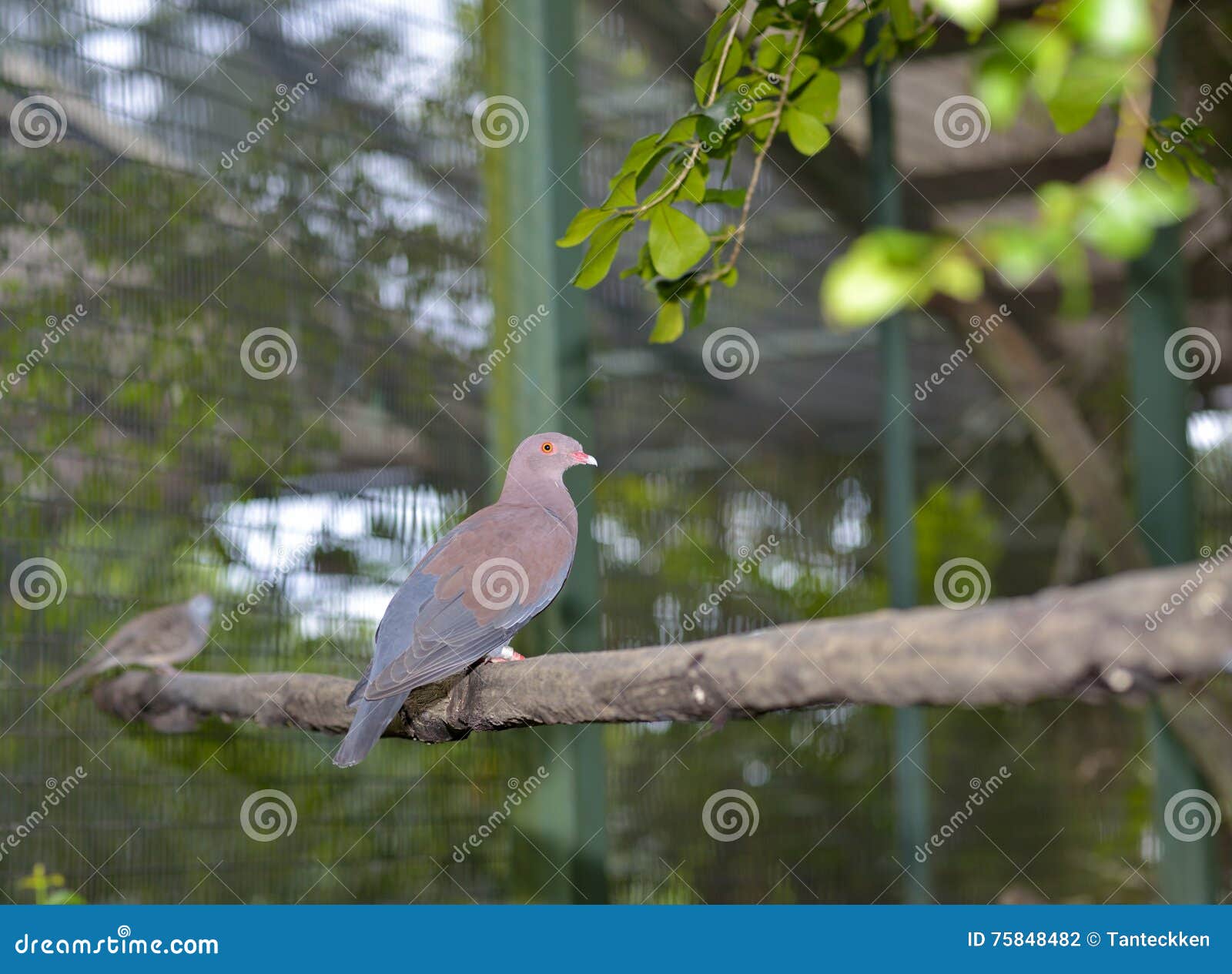 Paloma Peruana (oenops De Patagioenas) Foto de archivo - Imagen de ...