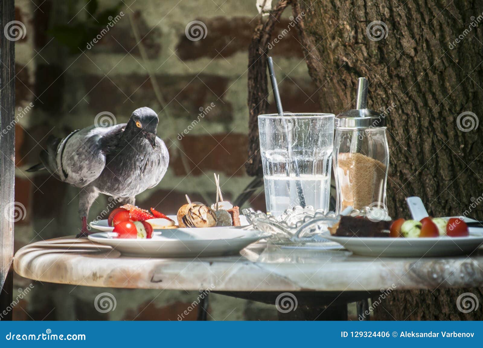 Paloma Que Come La Comida De La Tabla Del Restaurante Foto de archivo ...