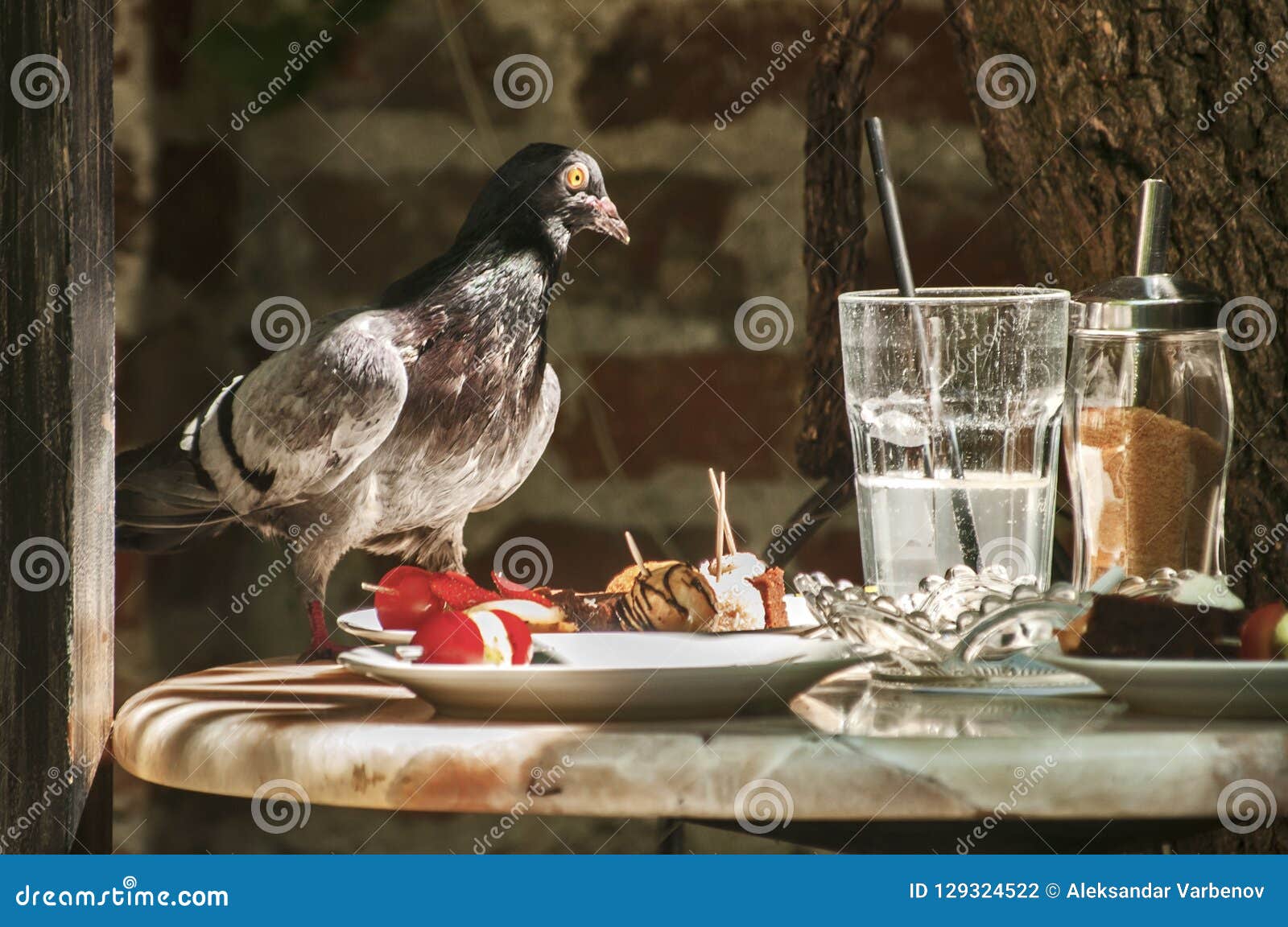 Paloma Que Come La Comida De La Tabla Del Restaurante Foto de archivo ...